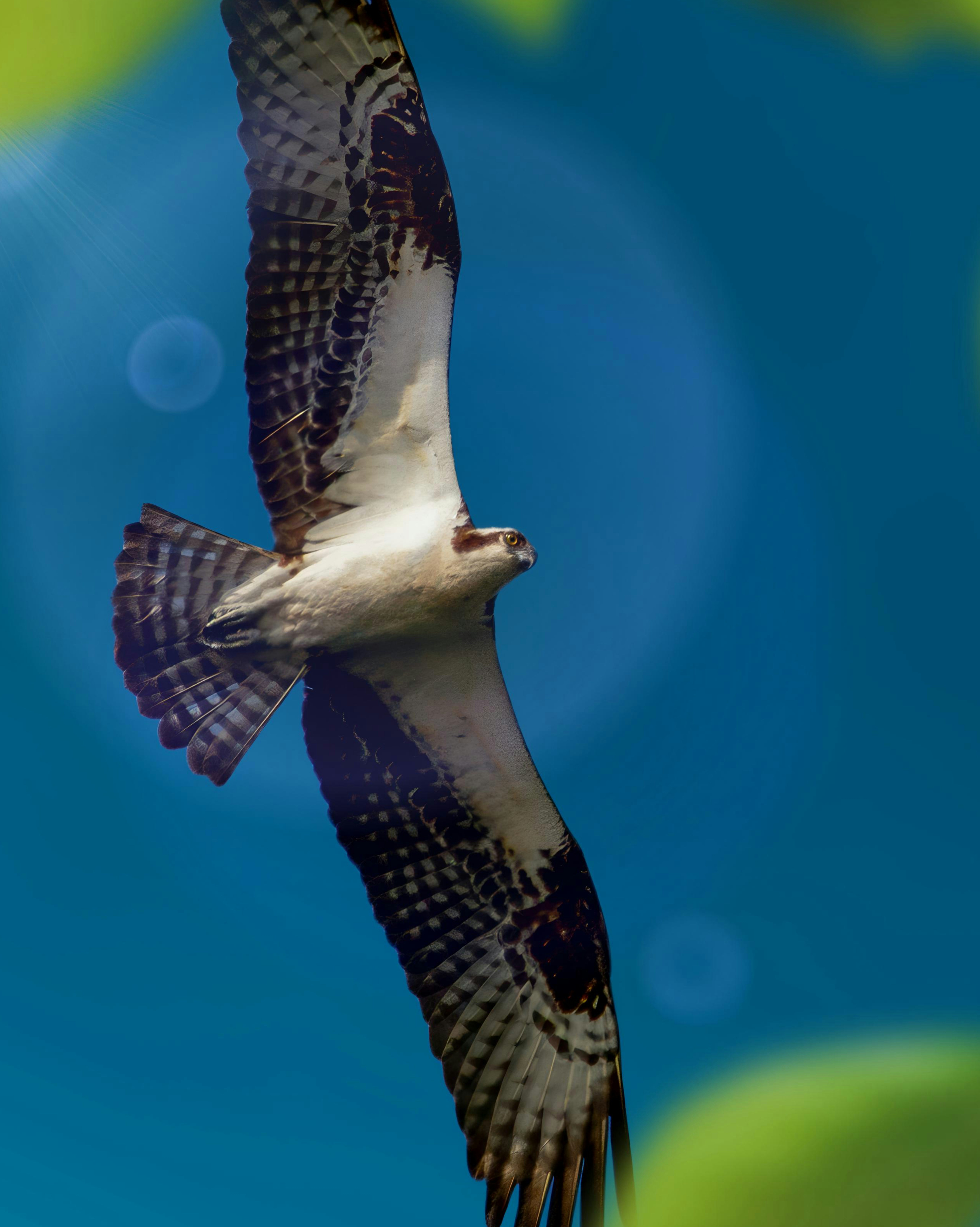 A large bird flying through a blue sky photo – Free Animal Image on ...