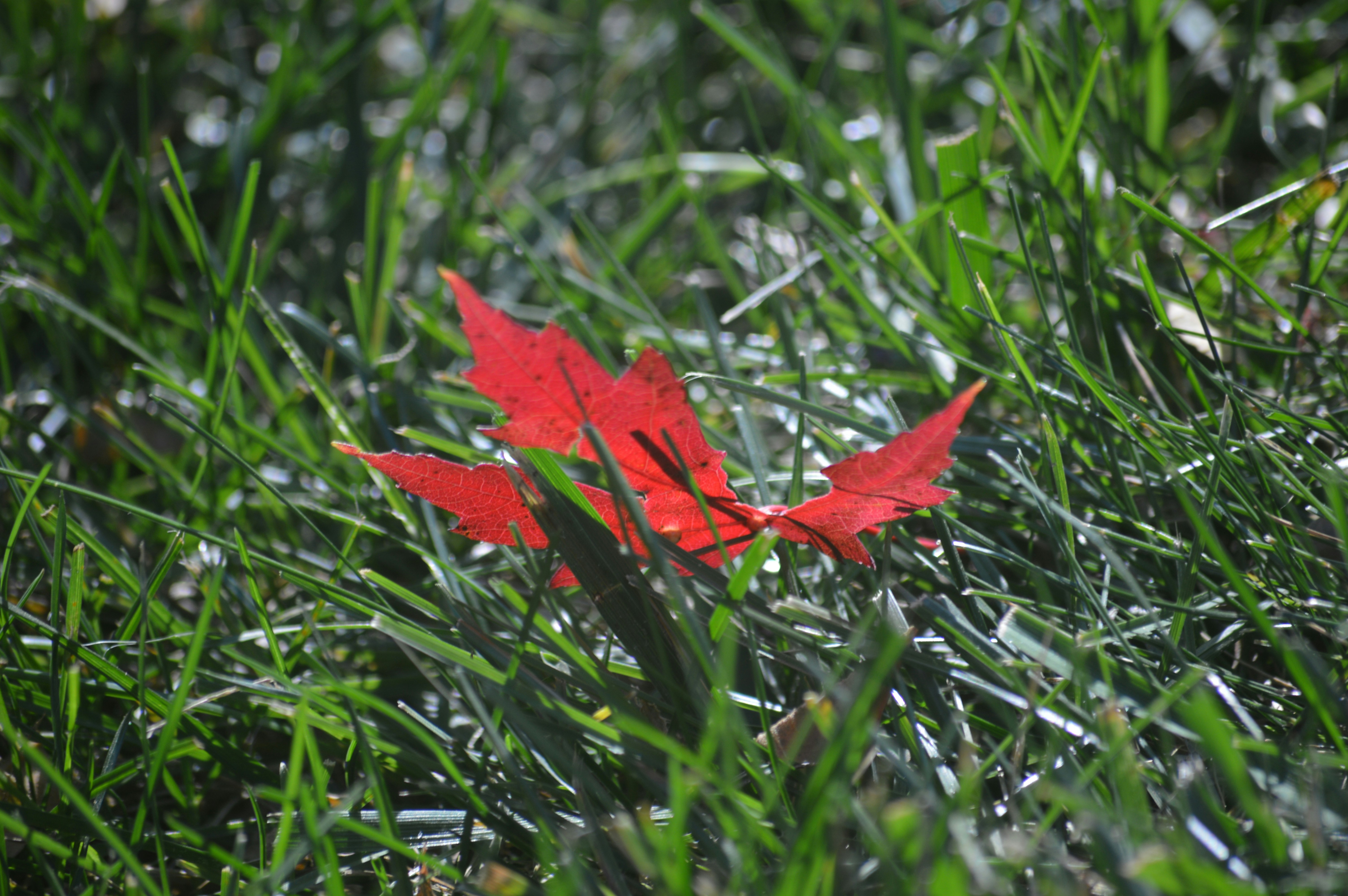 Scarlet Maple Leaf Among the Emerald Blades