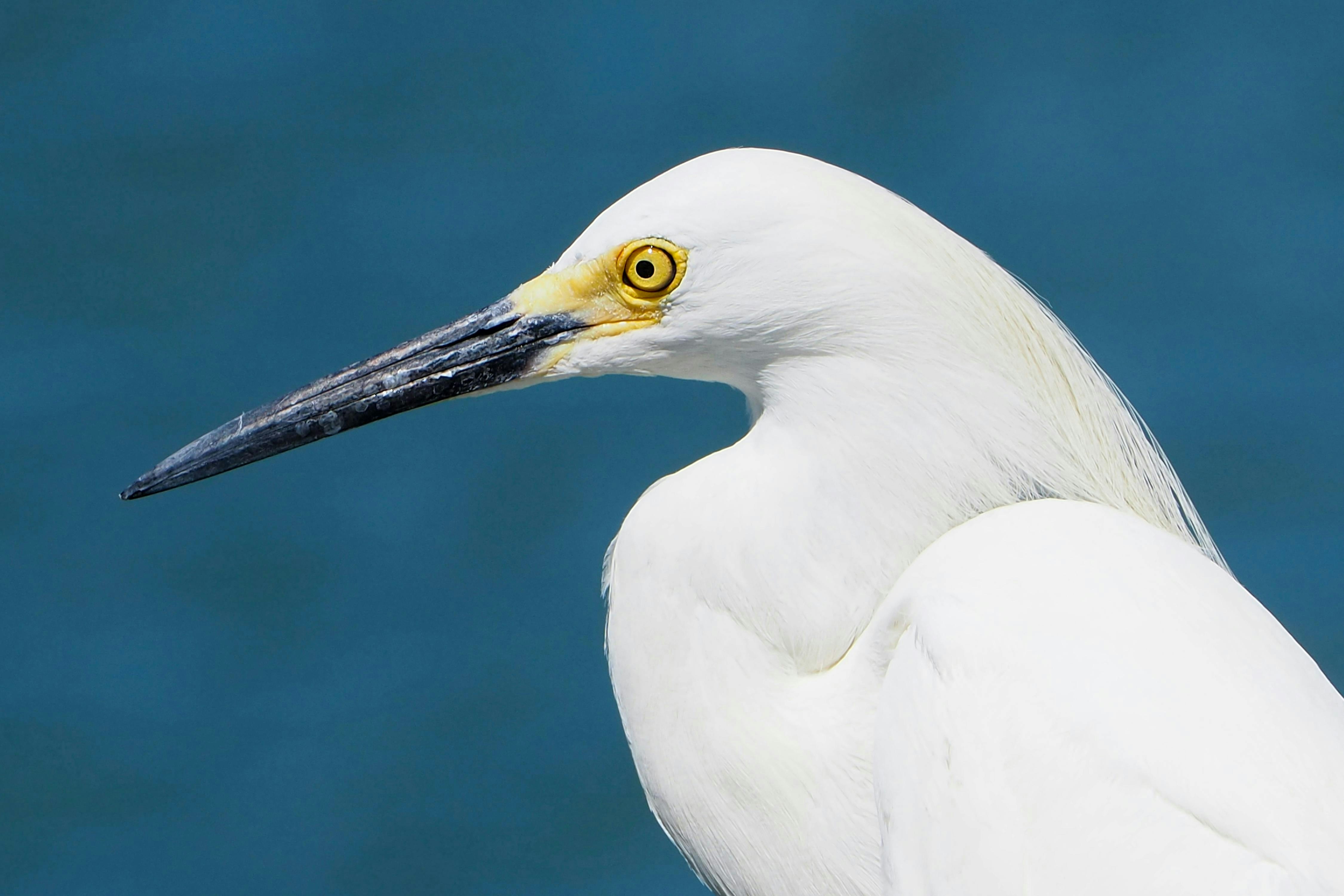 A close up of a white bird with a blue background photo – Free Animal ...