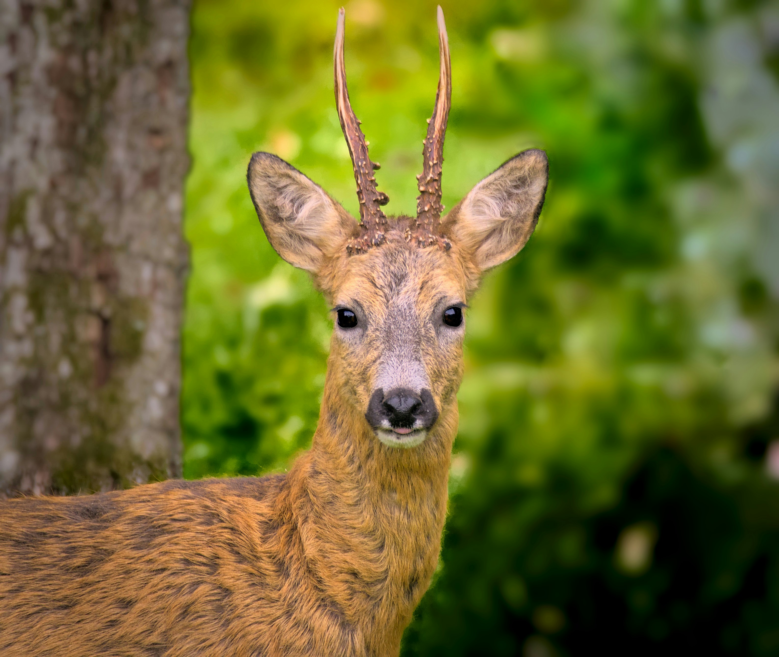 A close up of a deer near a tree photo – Free Animal Image on Unsplash
