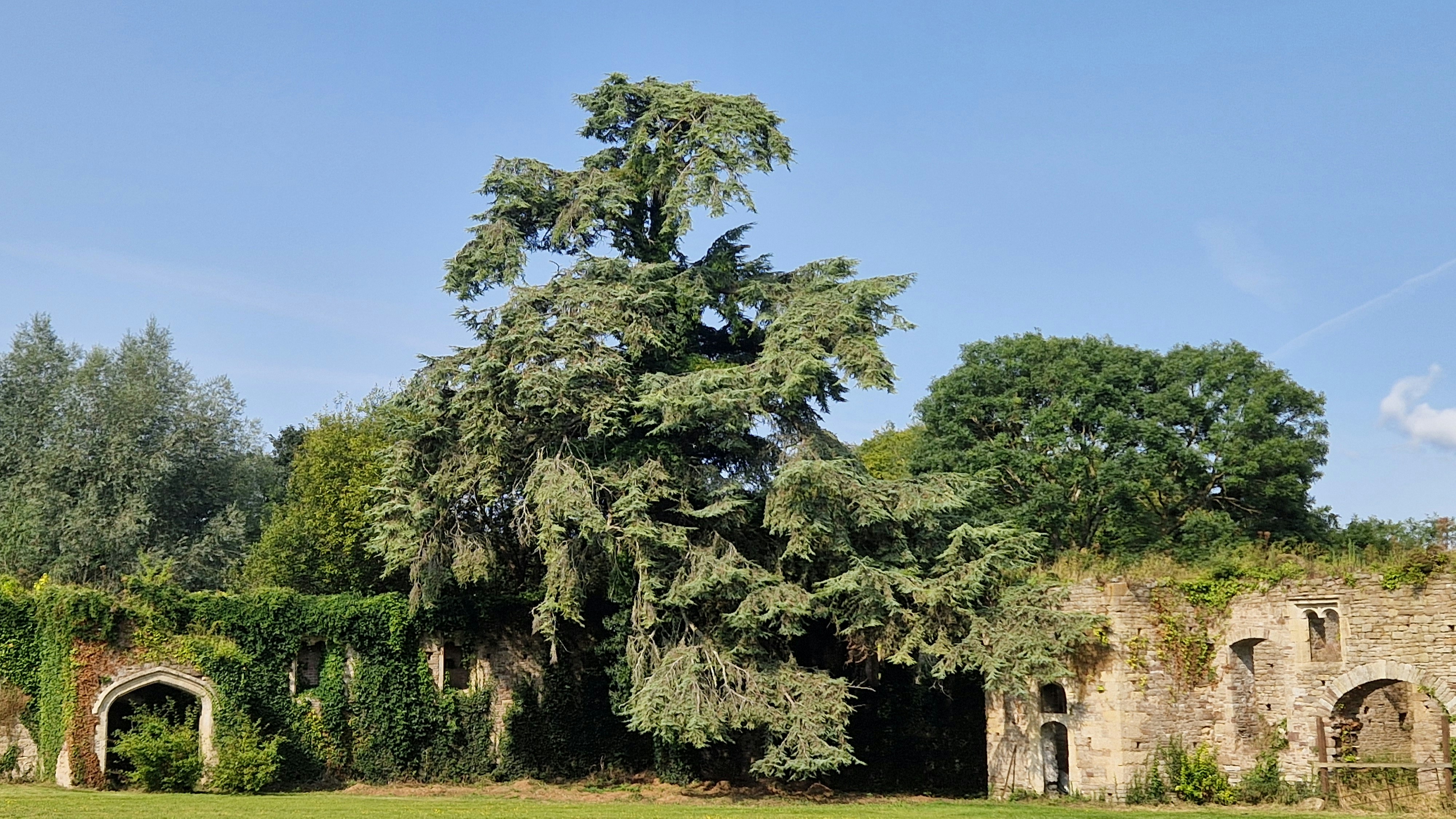 Photo of an ivy-covered stone ruin with arched openings and a towering cedar dominating the scene under a bright blue sky.