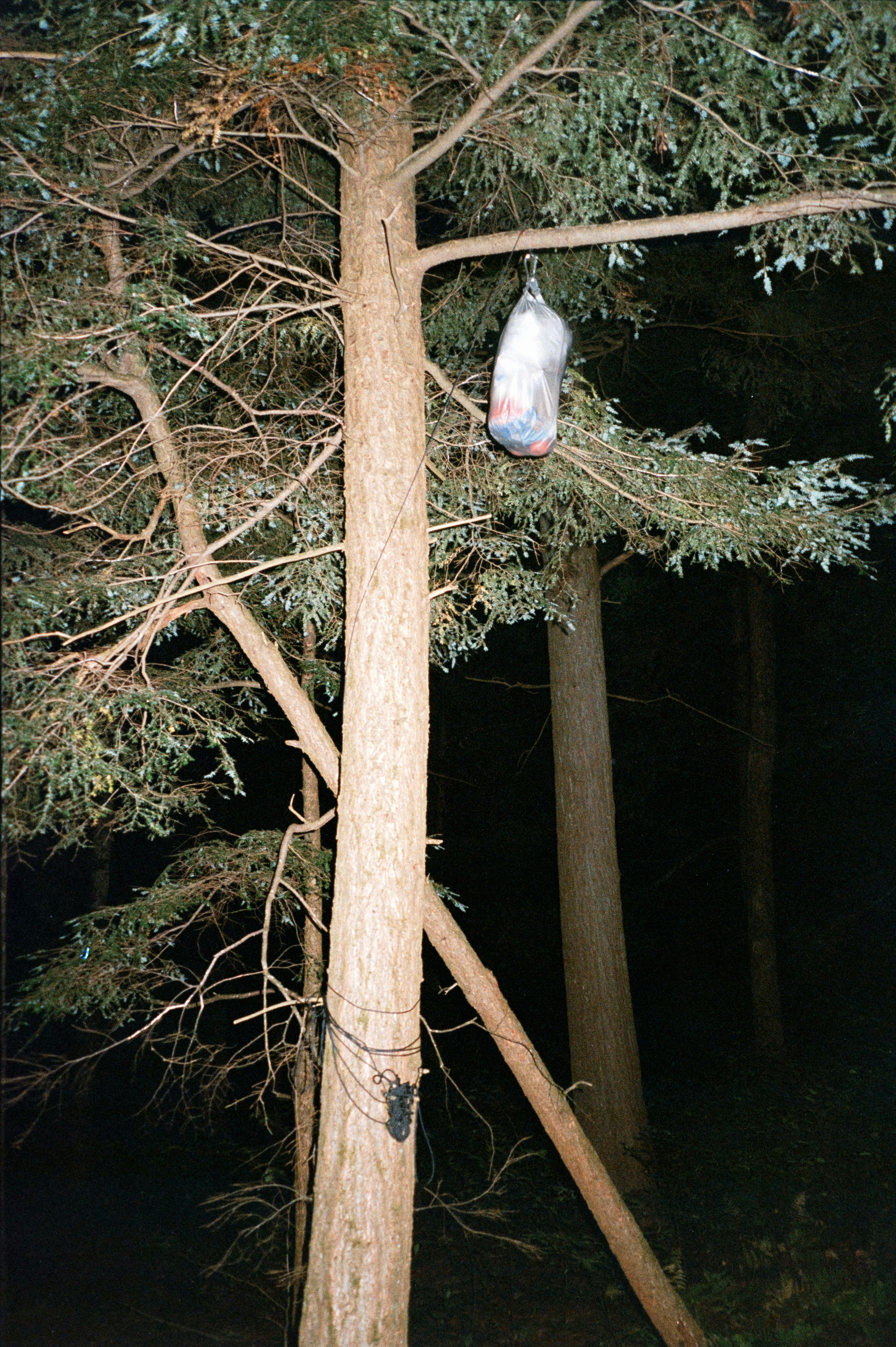 Night Loom in the Pines: A Plastic Bag Adrift