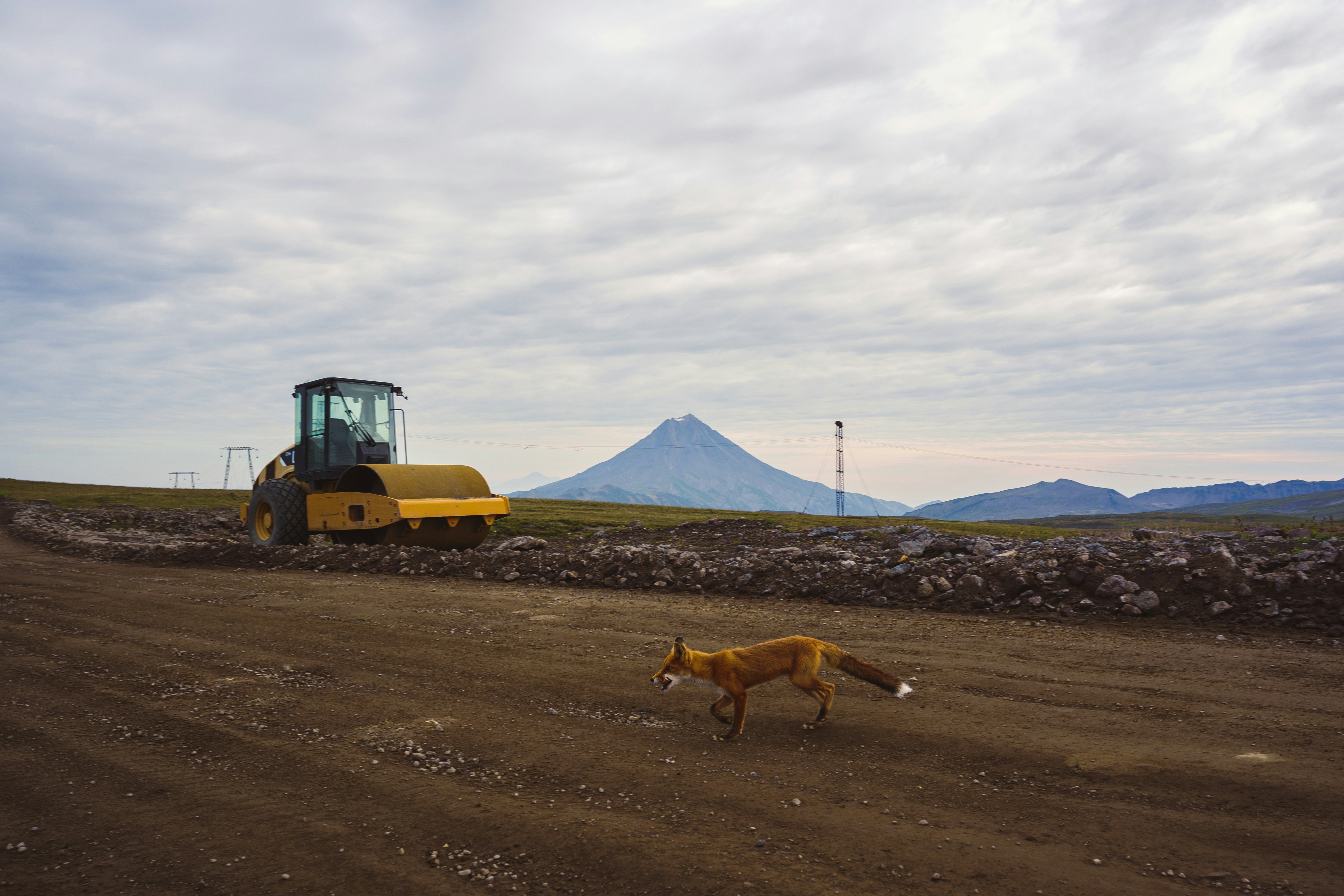 Golden Retriever on a Gravel Track with a Construction Vehicle and Distant Volcano
