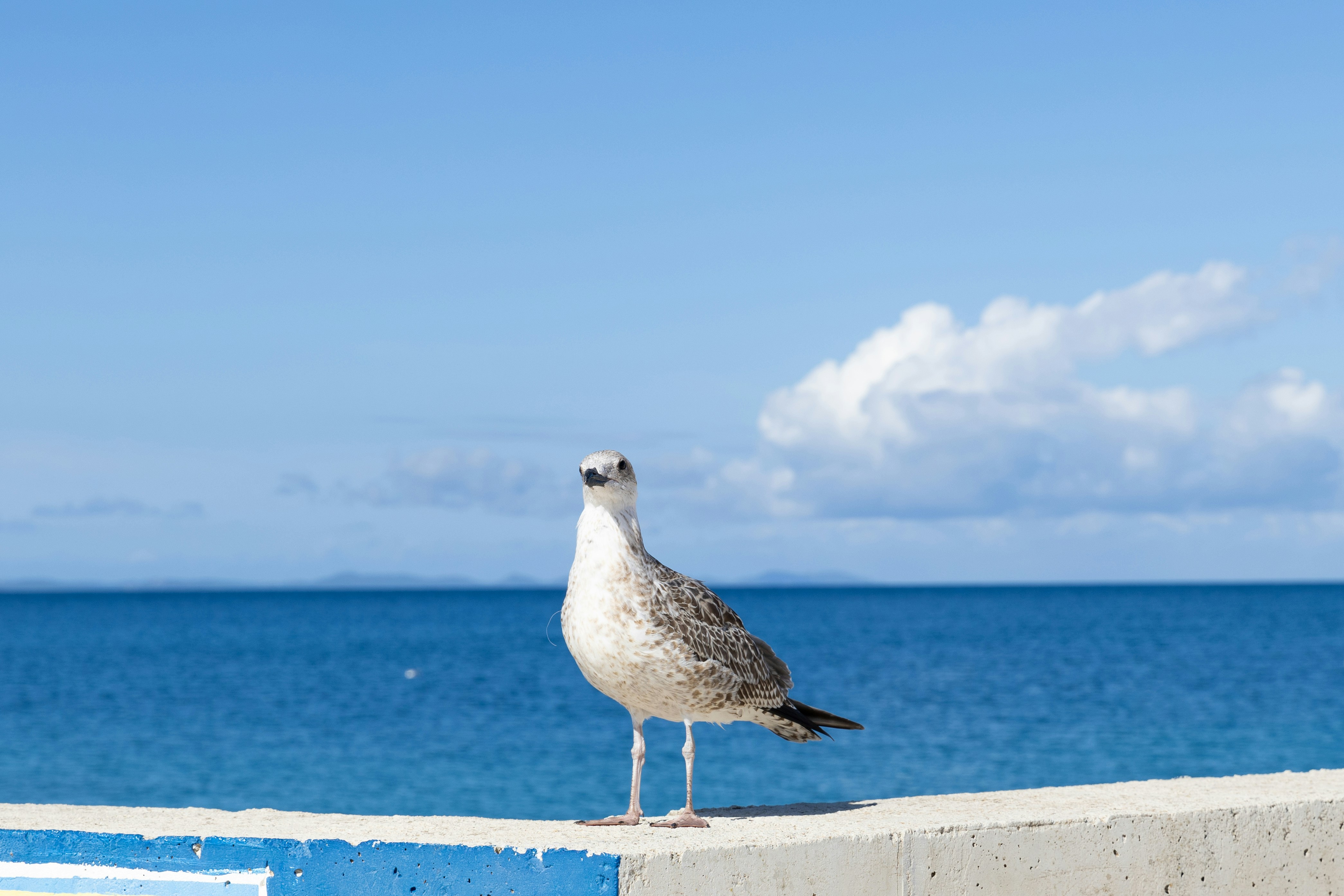 Solitary Gull on a Sunlit Breakwater Under a Cobalt Sky
