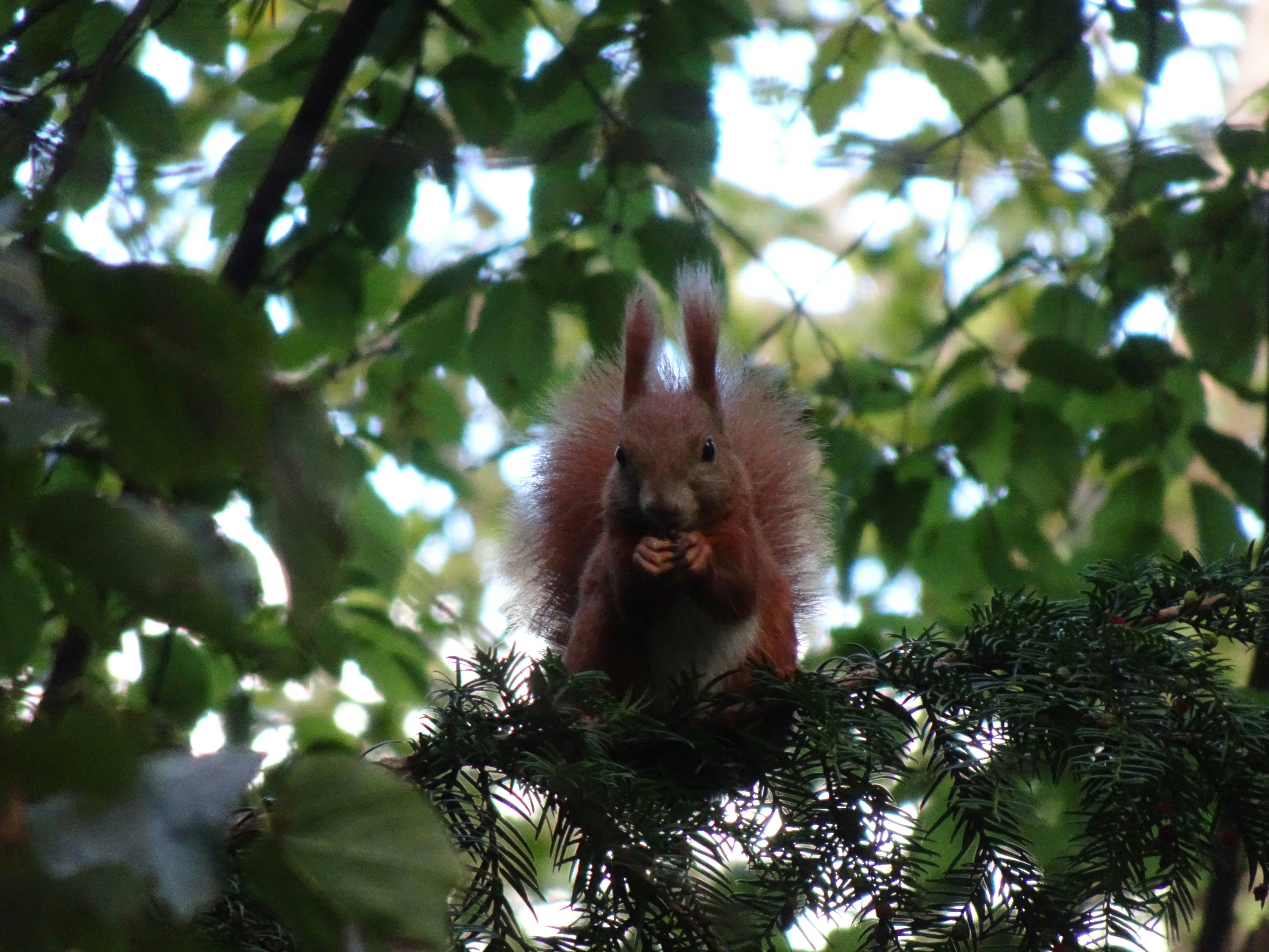 Red squirrel perched on a pine branch amid green leaves in dappled light.