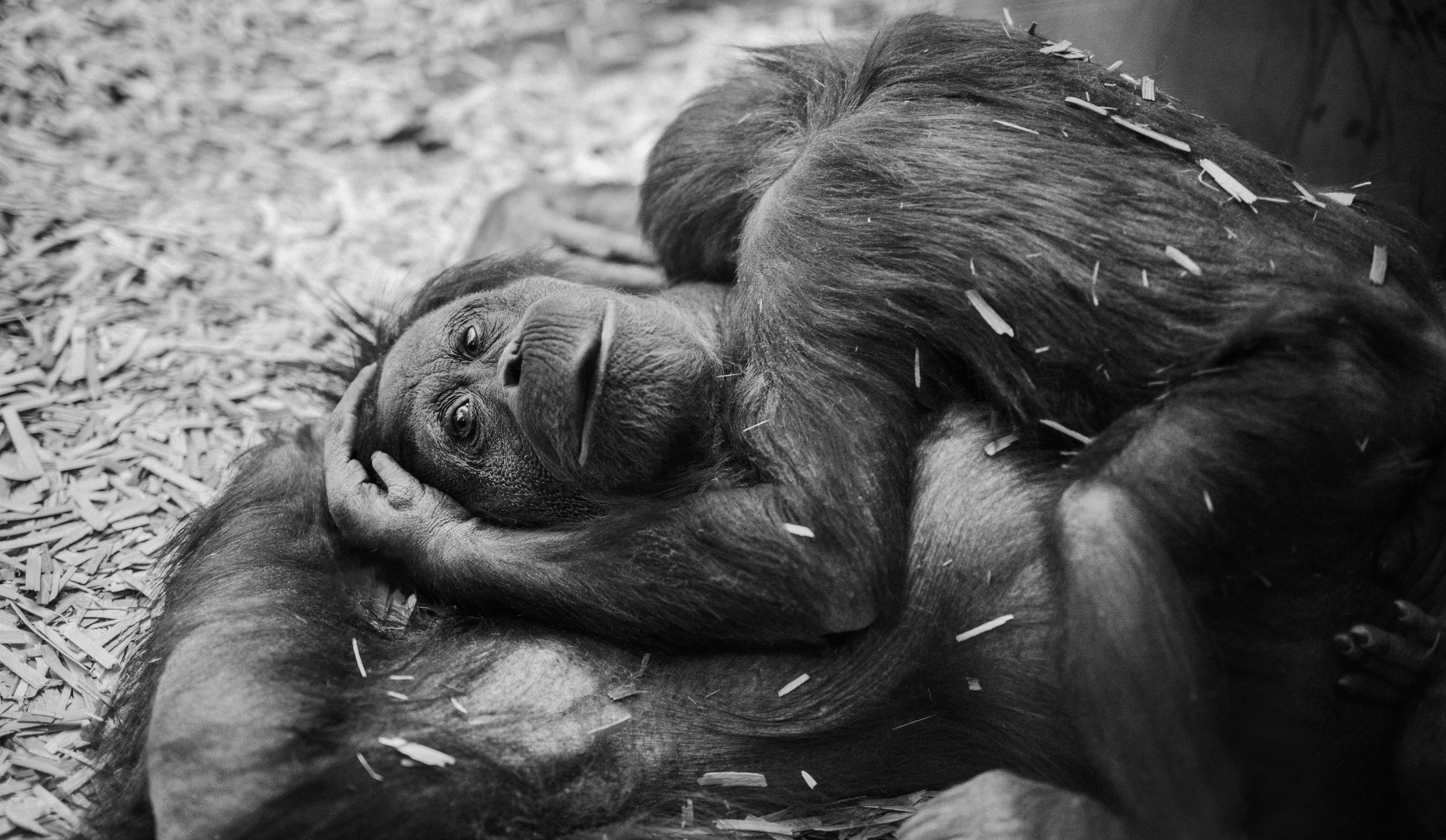 Monochrome Repose: An Orangutan Lingers on a Leaf-Strewn Forest Floor