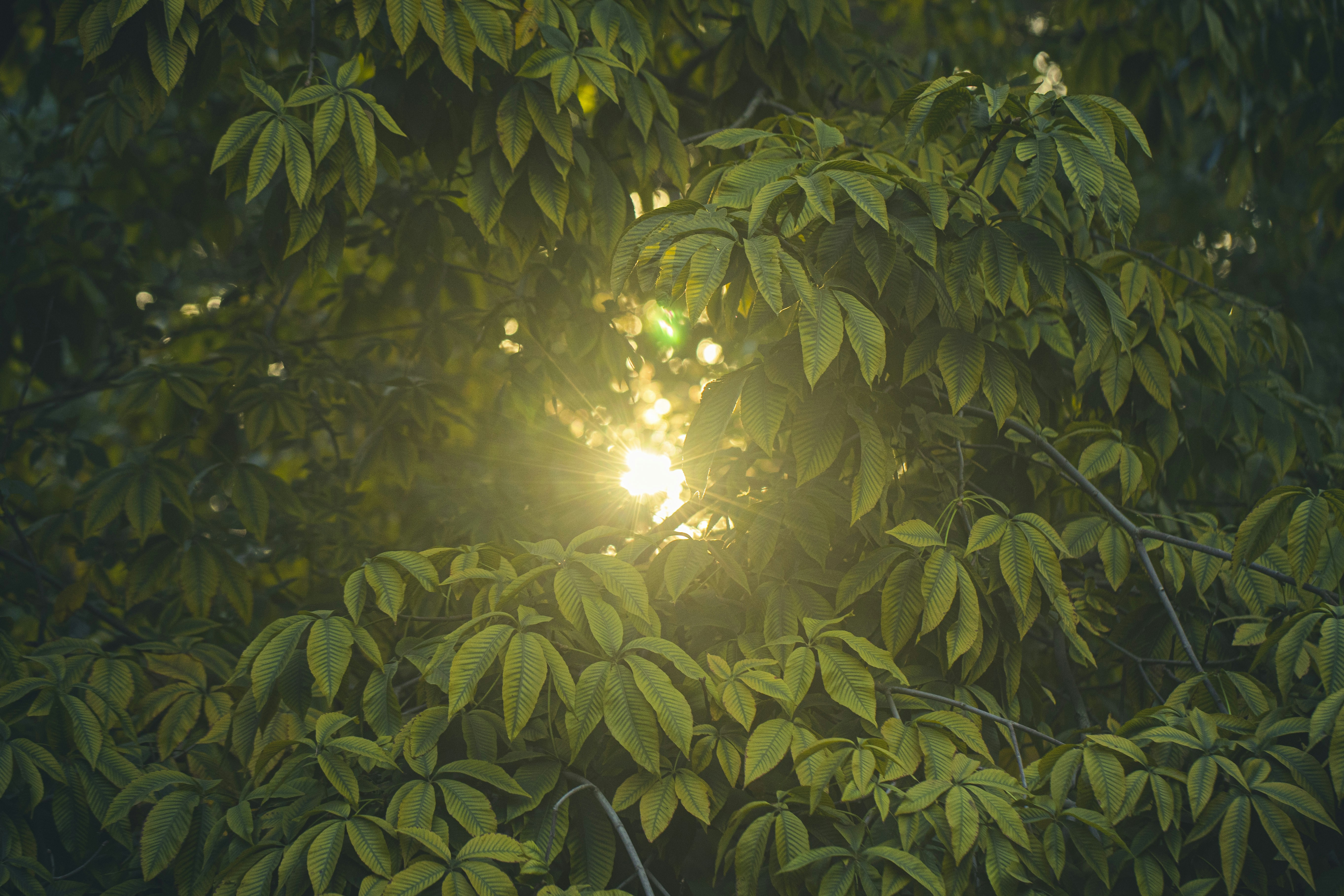 The sun shines through the leaves of a tree photo – Free Moscow Image ...