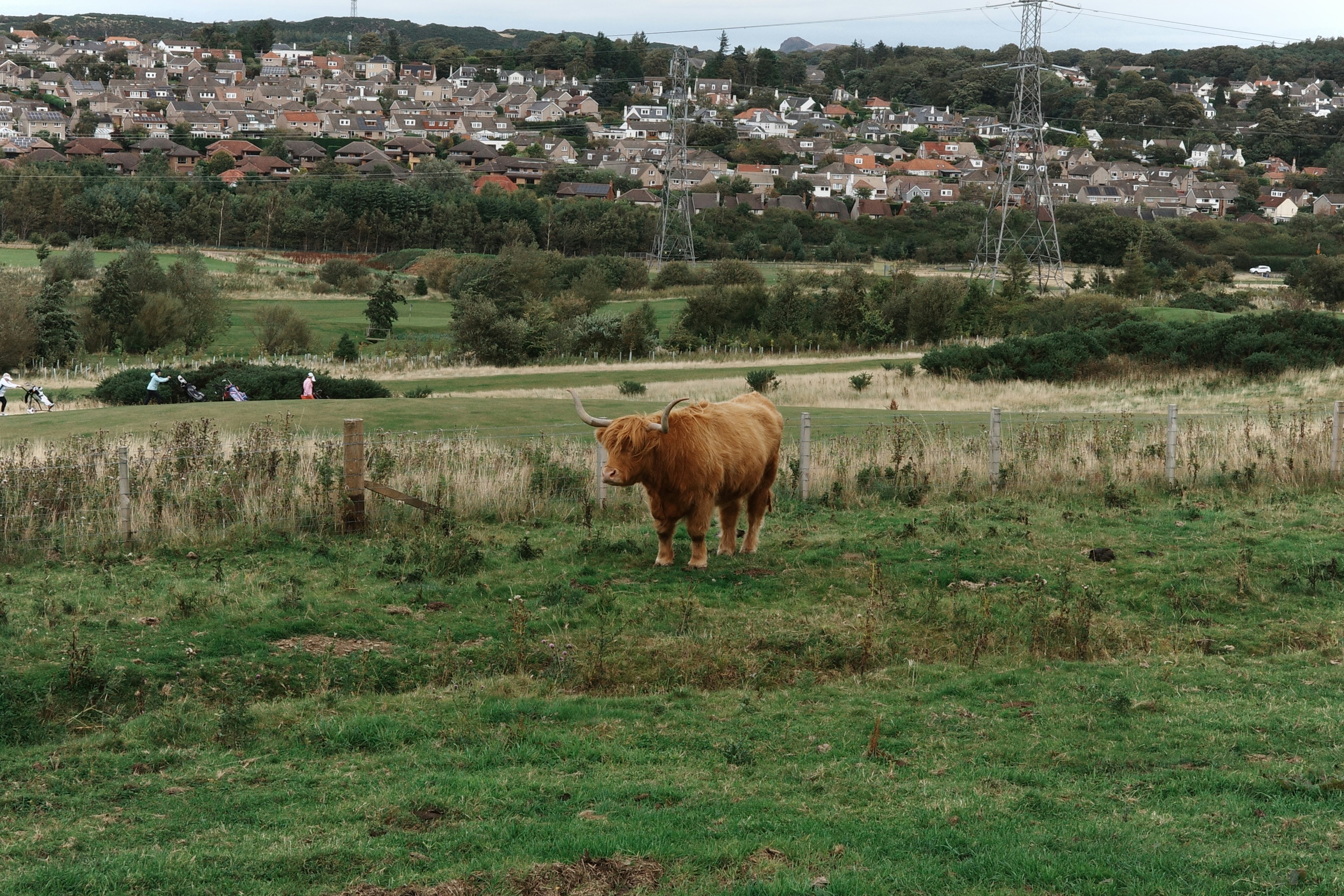 Pasture Sentinel at the Suburban Edge