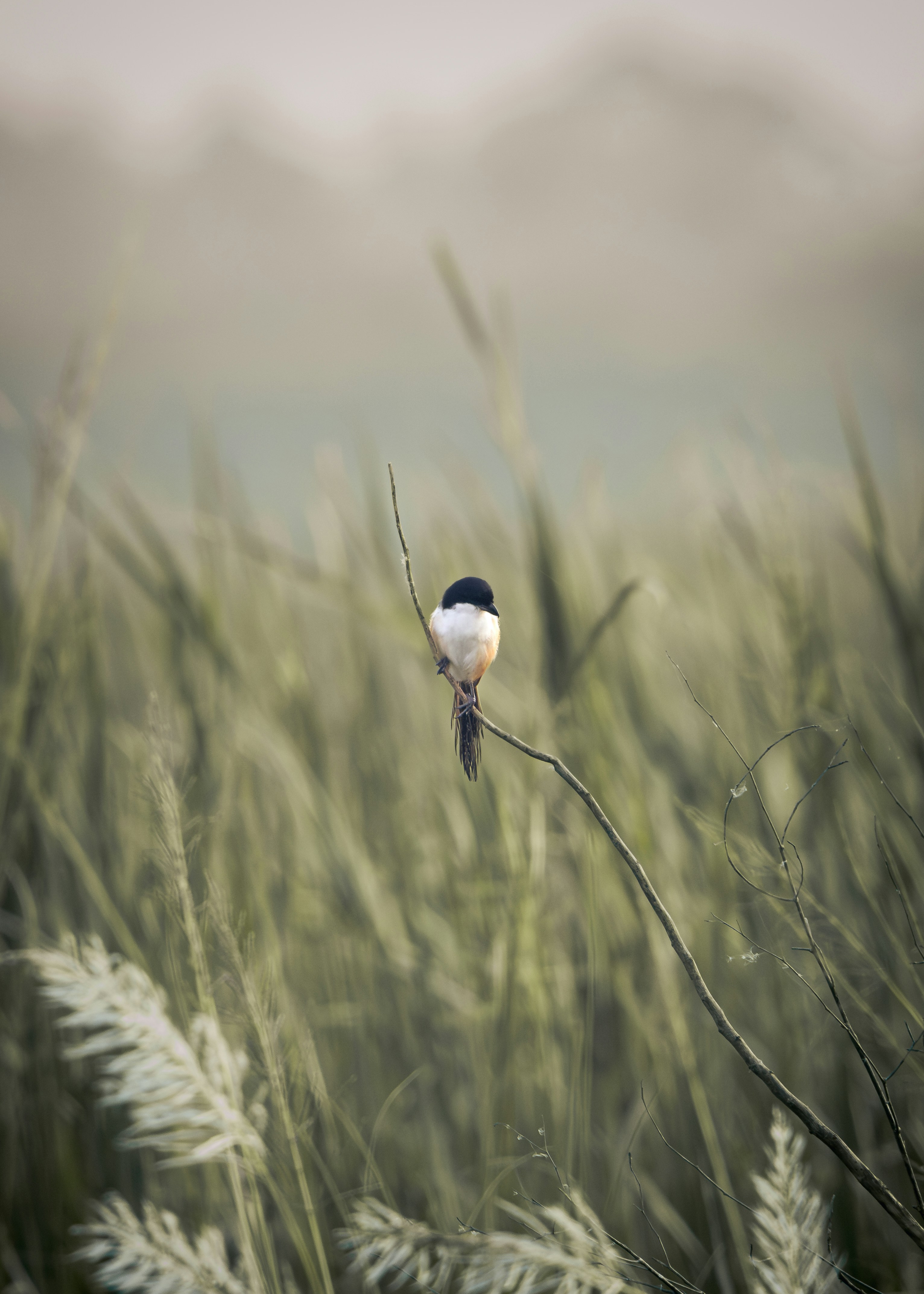 A small bird sitting on top of a tall grass covered field photo – Free ...