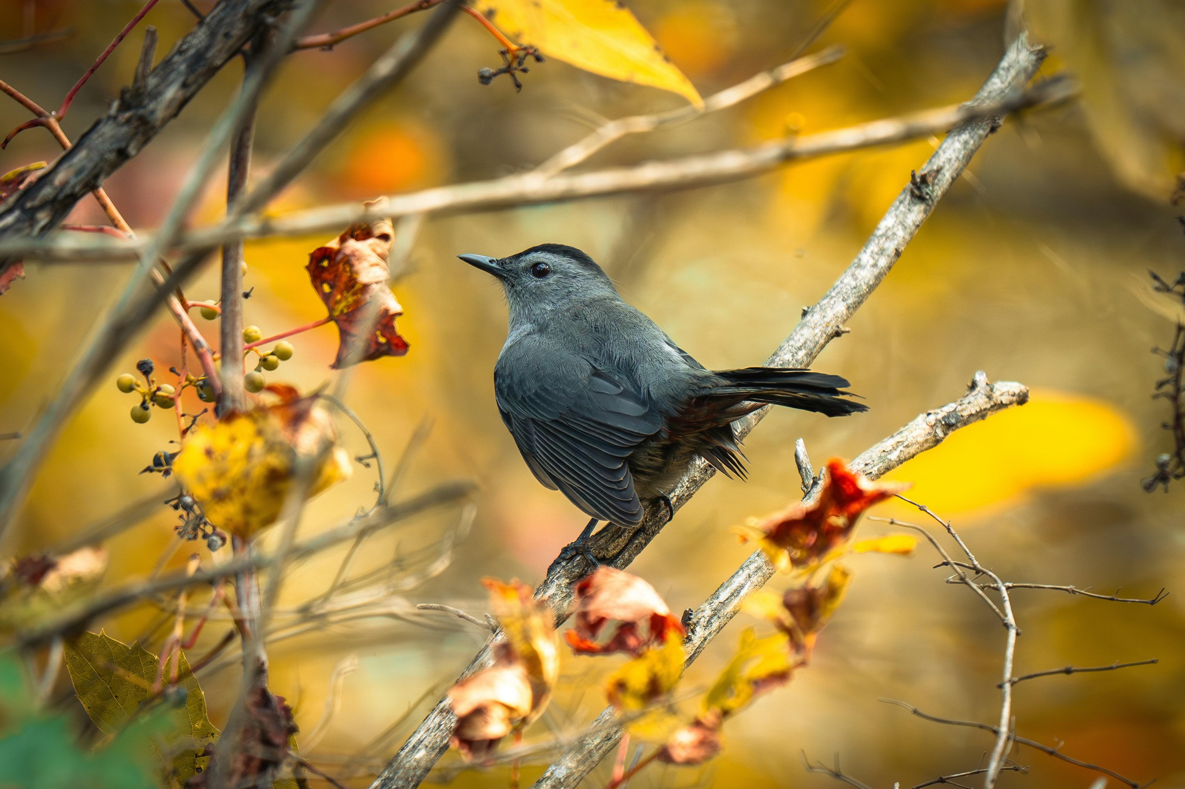A black bird sitting on a branch in a treeJason Krieger