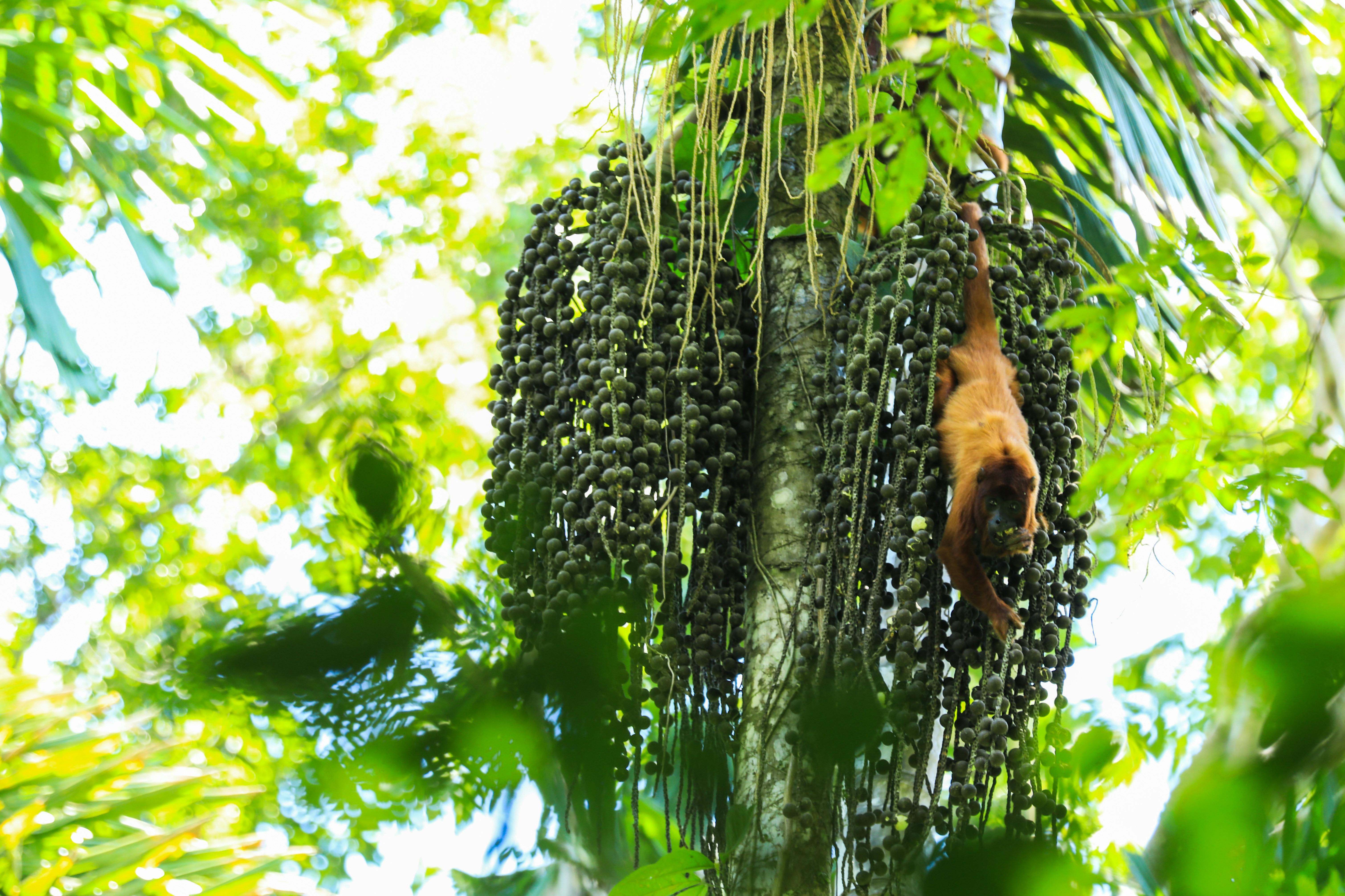 Acrobat of the Canopy: A Tiny Mammal Among Dark Berry Clusters