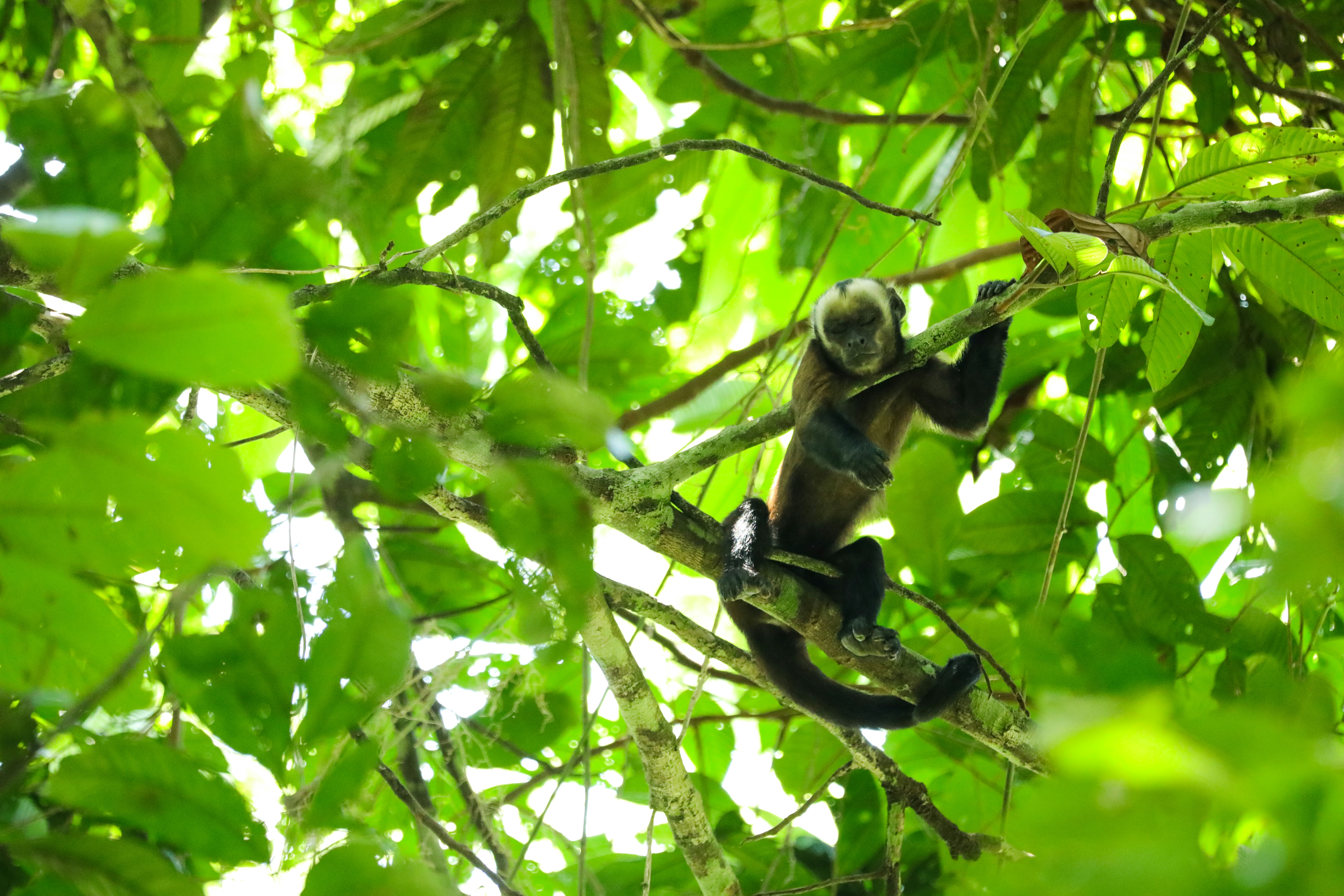 Un mono colgado de la rama de un árbol foto – Imagen de Viajar gratuita ...