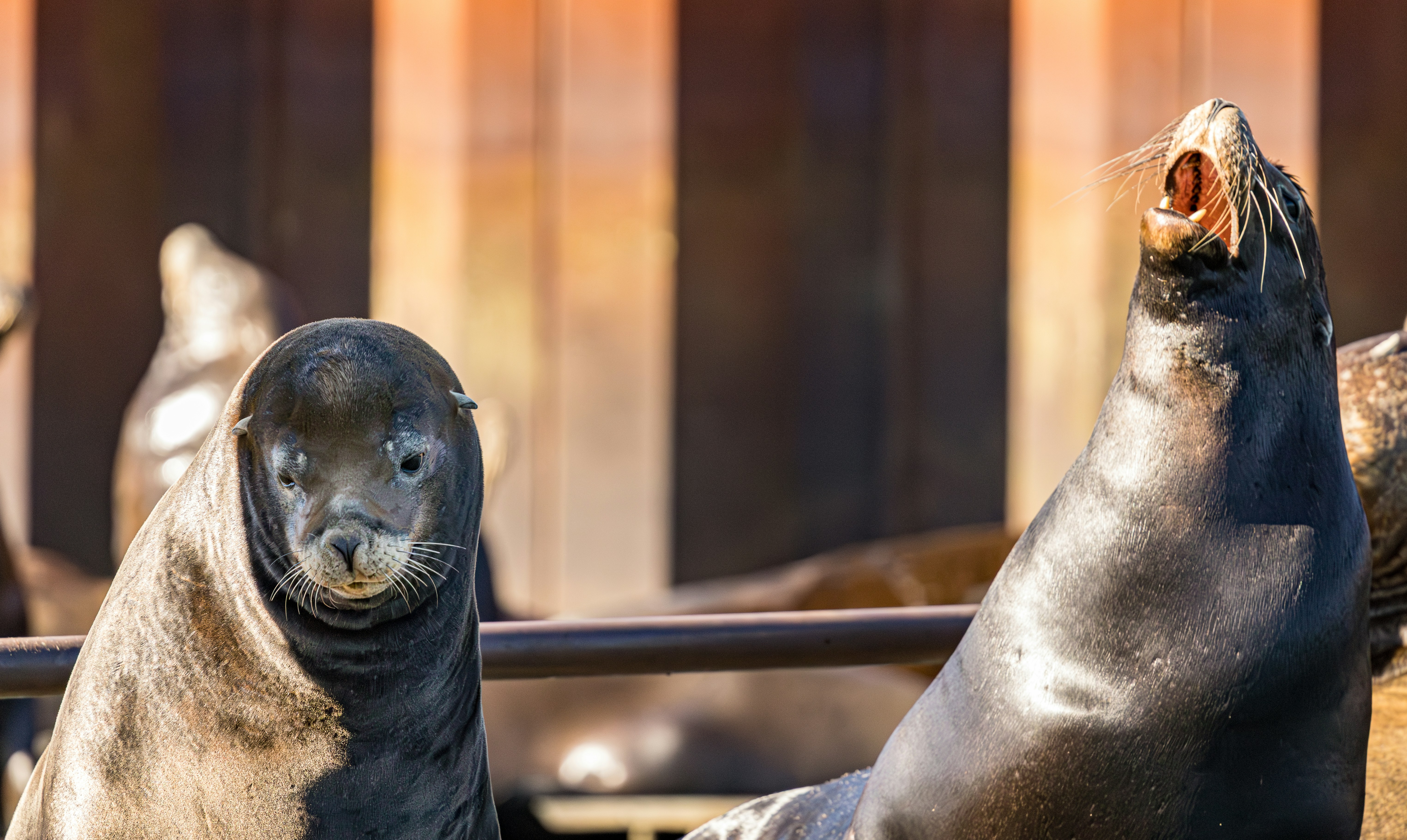 Sunlit Gaze: Two Sea Lions at a Weathered Pier