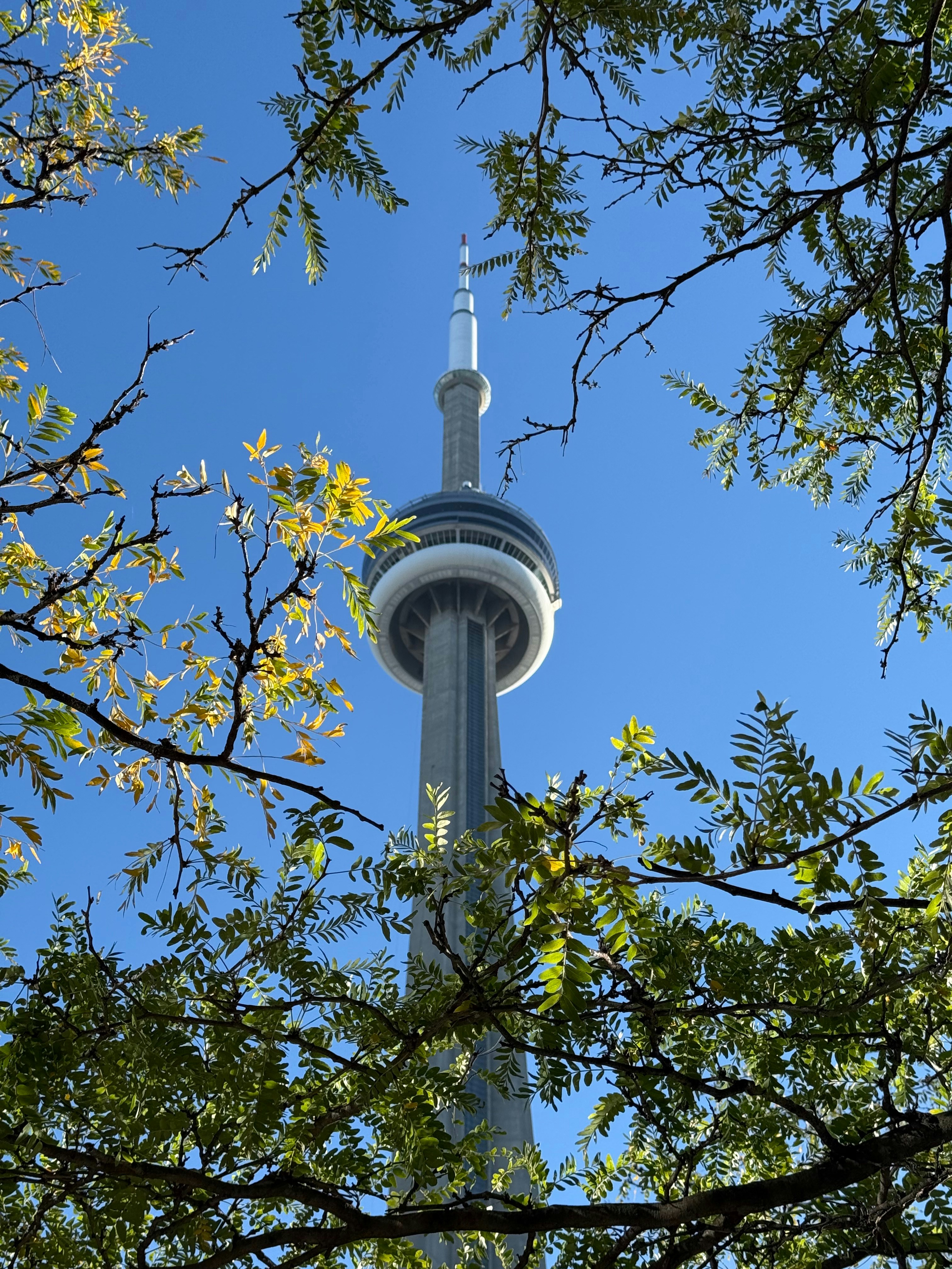 Canopy Framing the Skyward Needle