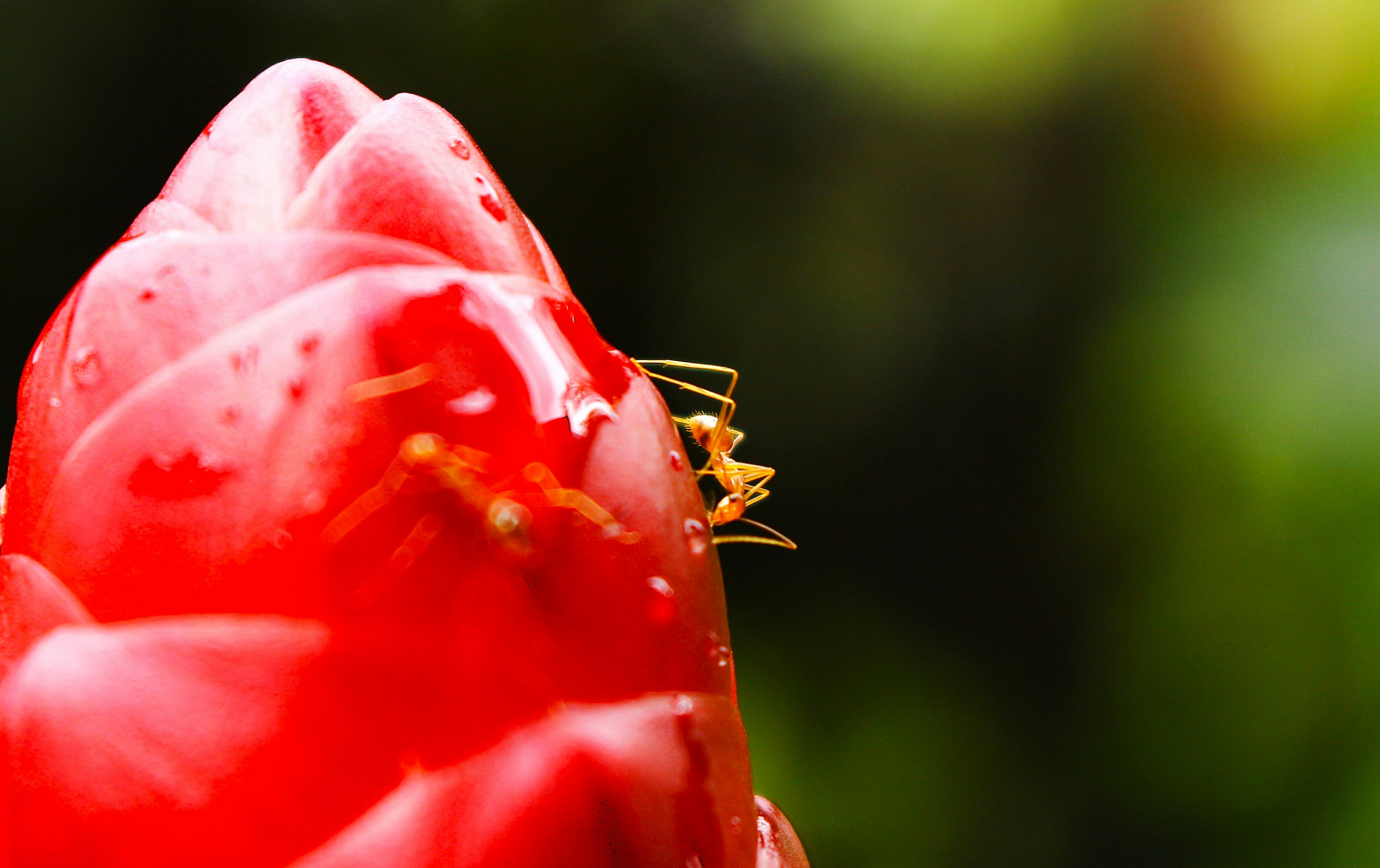 Cruising on a Citrus Throne: Micro Invertebrate on a Red Petal