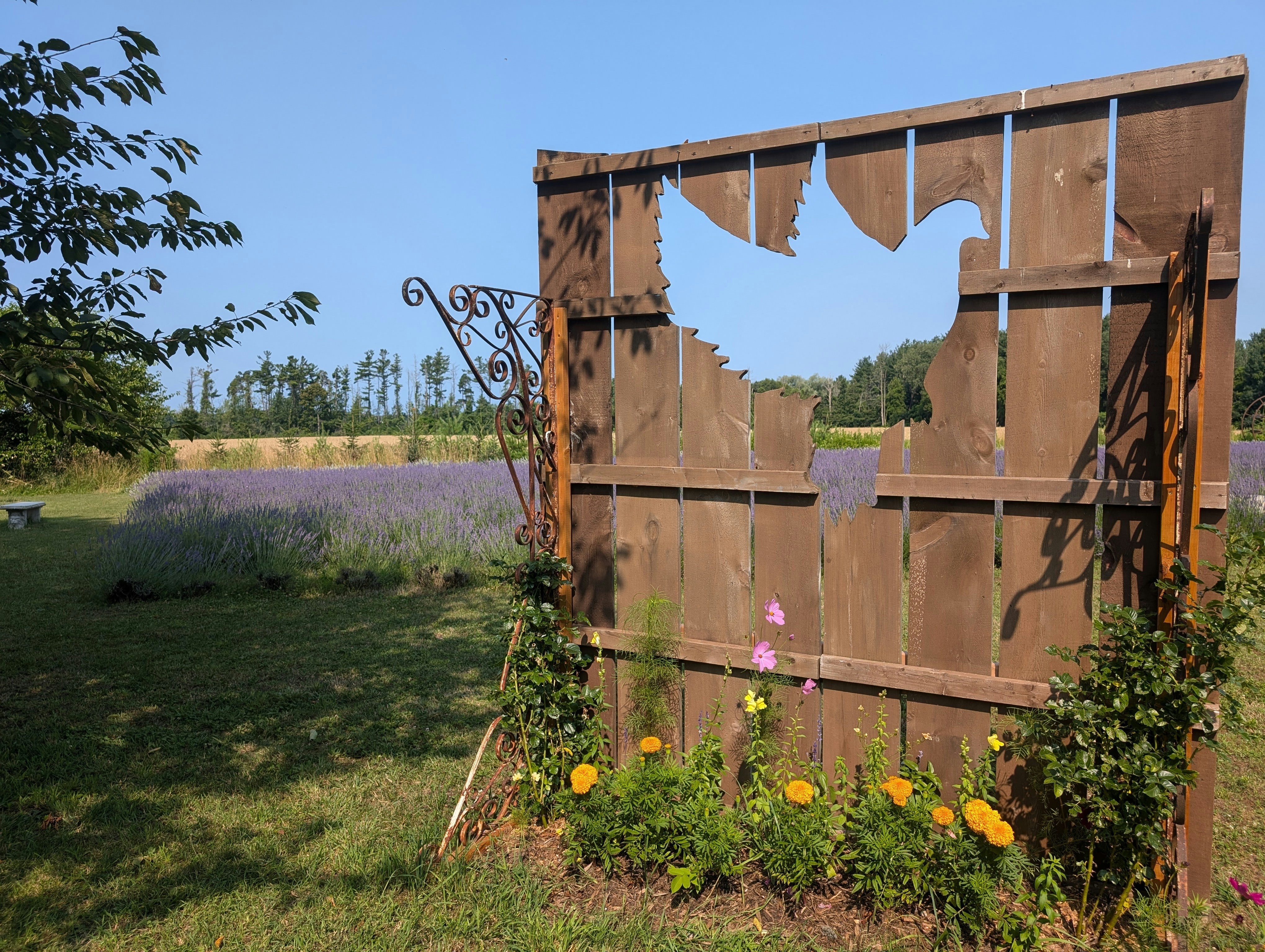 Rusty metal frame with torn panels anchors a sunlit garden, its weathered surface catching the light. A lavender field extends into the distance, with bright flowers blooming at the base.