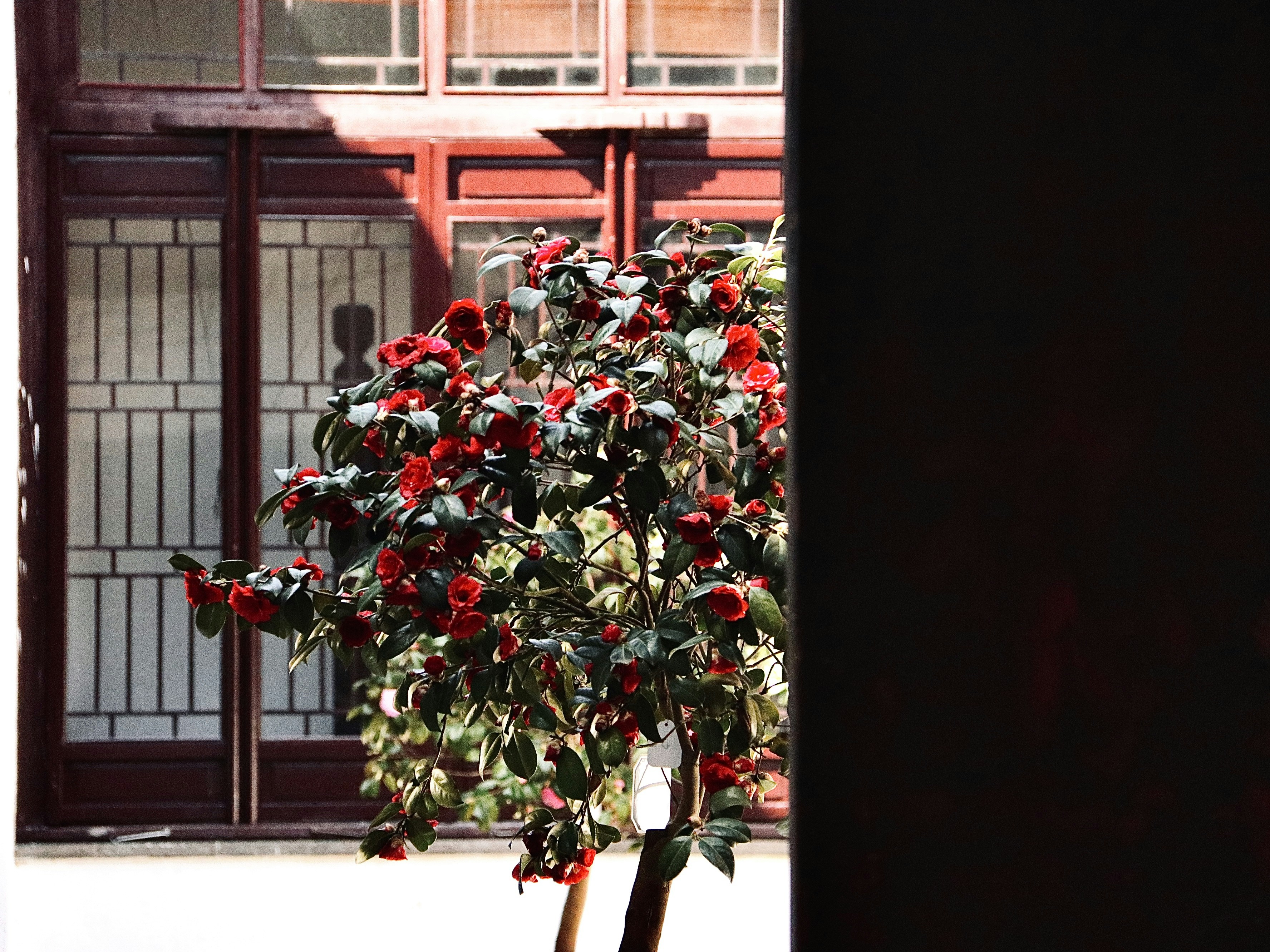 Red Camellia Burst Framing a Windowed Courtyard