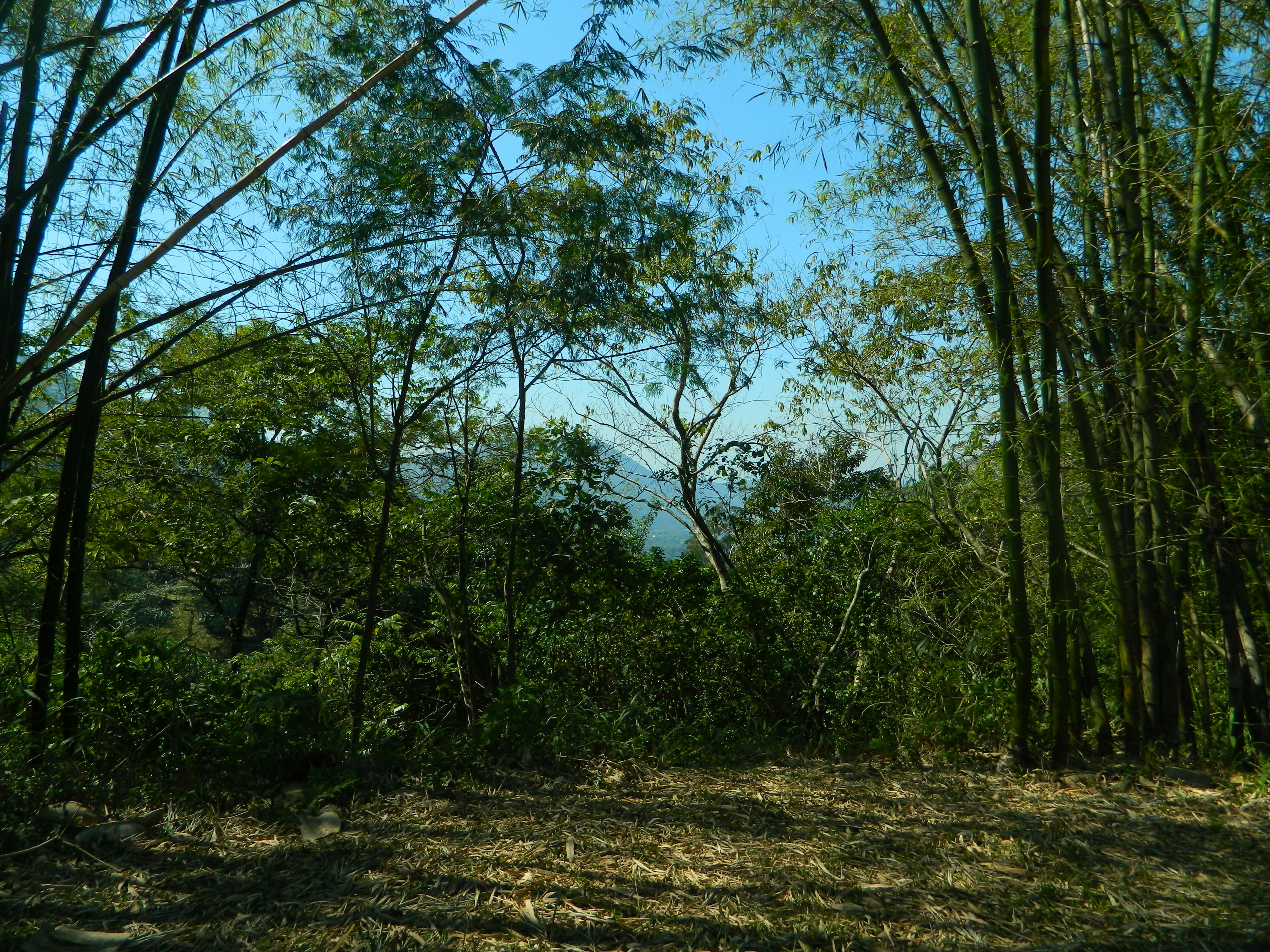 Photograph of a sunlit forest with a blue sky visible through the trees, a clearing in the foreground.