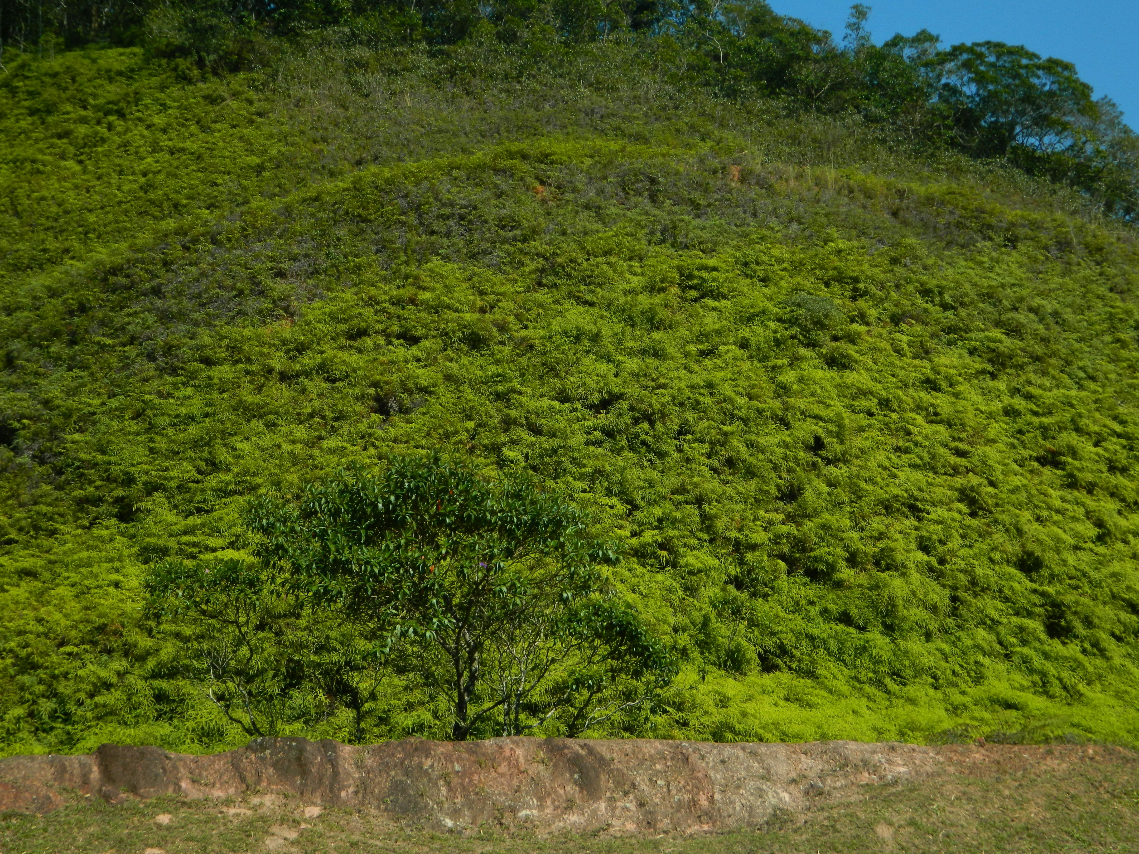 Verdant Shield: A hillside of fresh green under a clear blue sky