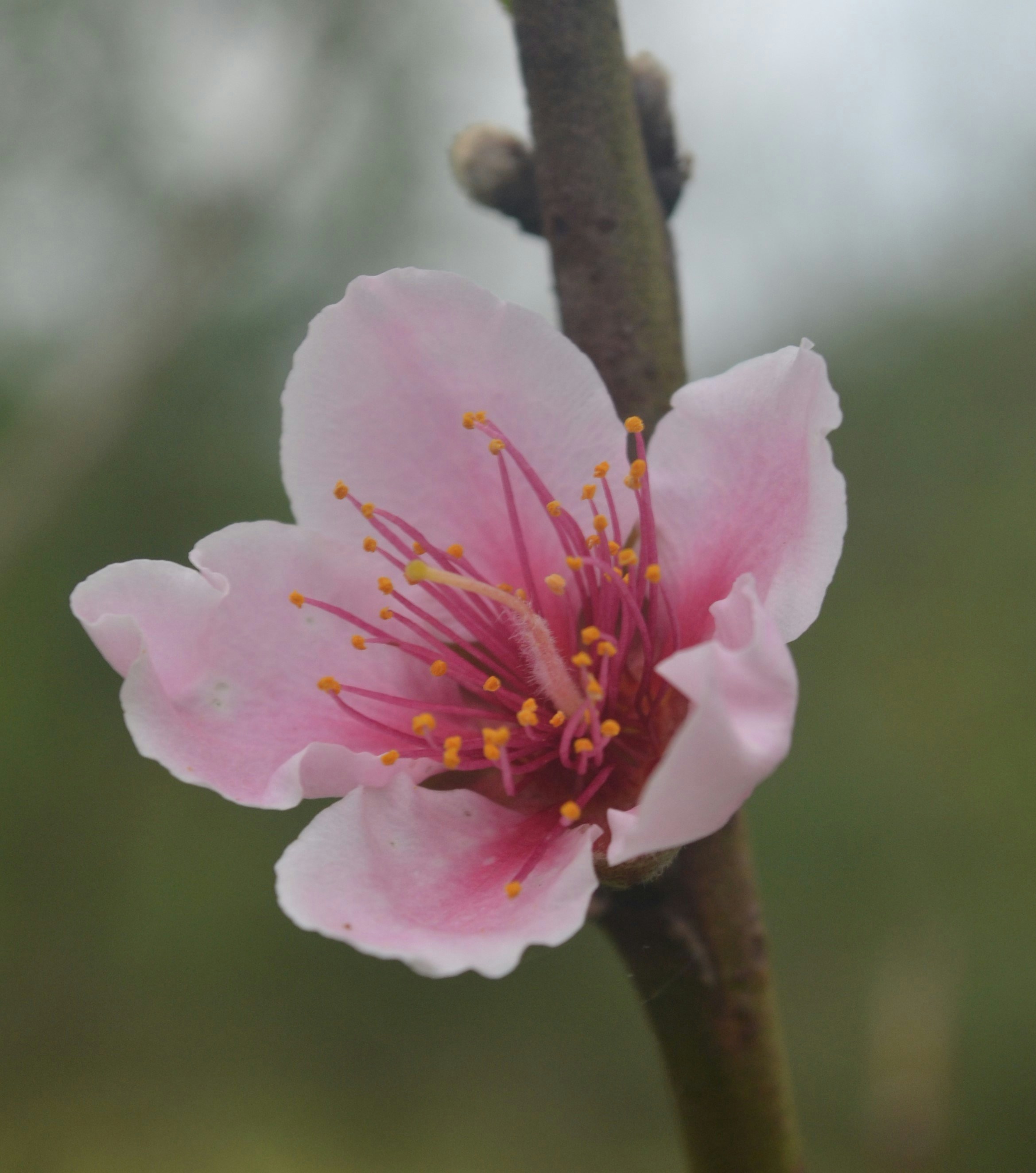 Petal Core: A Pink Bloom Framed by a Silent Branch