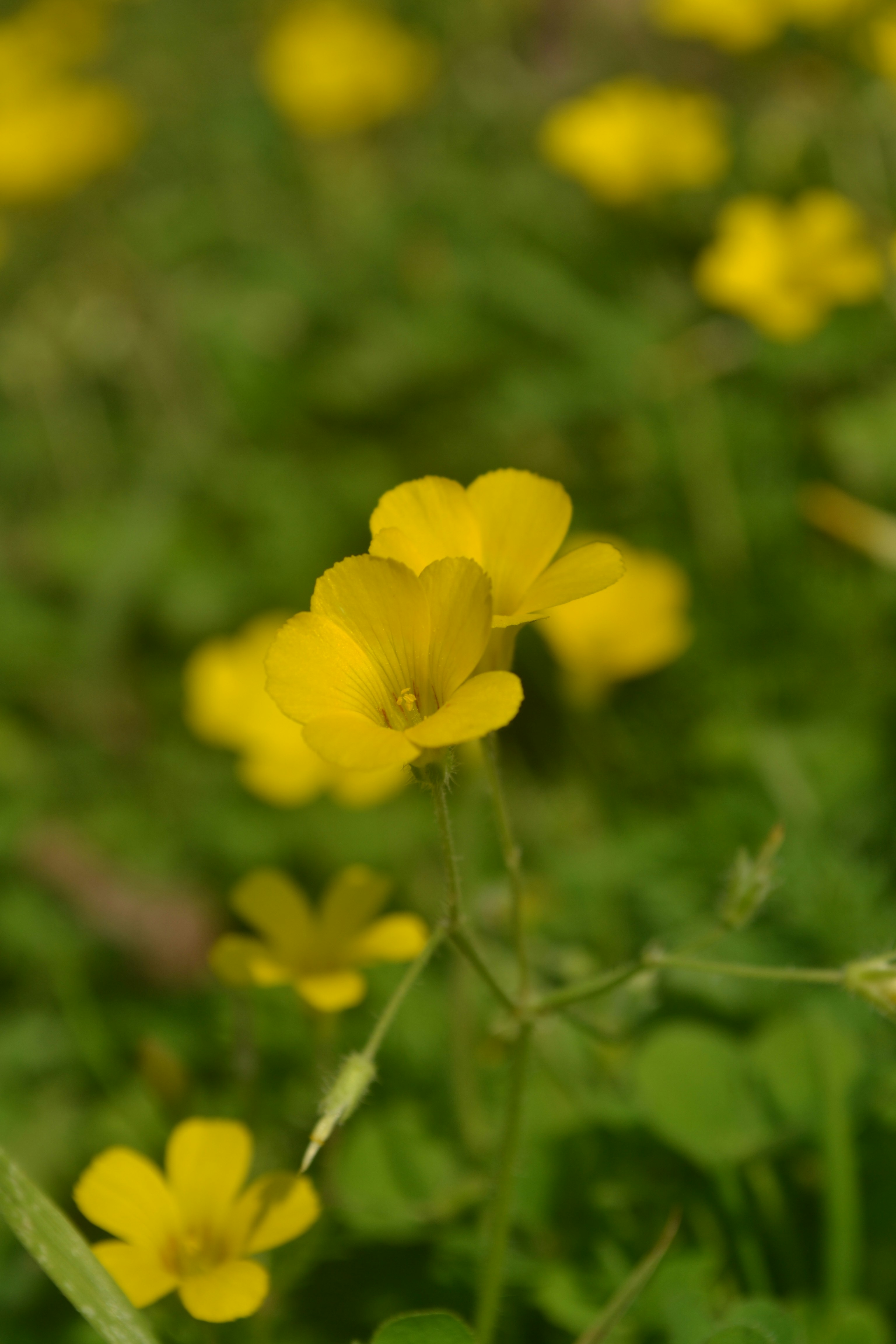 Light Yellow Pictures | Download Free Images on Unsplash