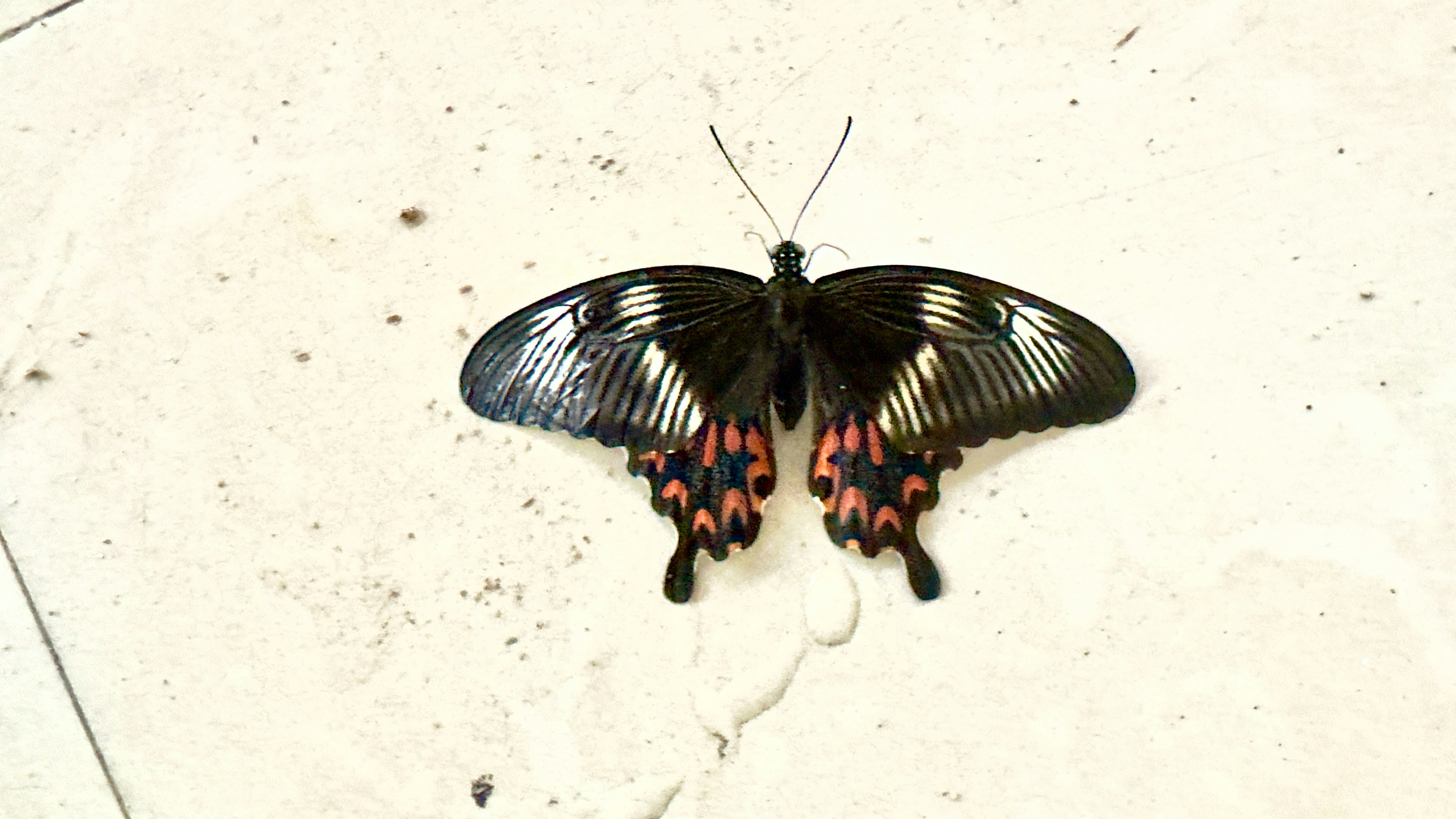 Black and orange butterfly resting on a light-colored surface.