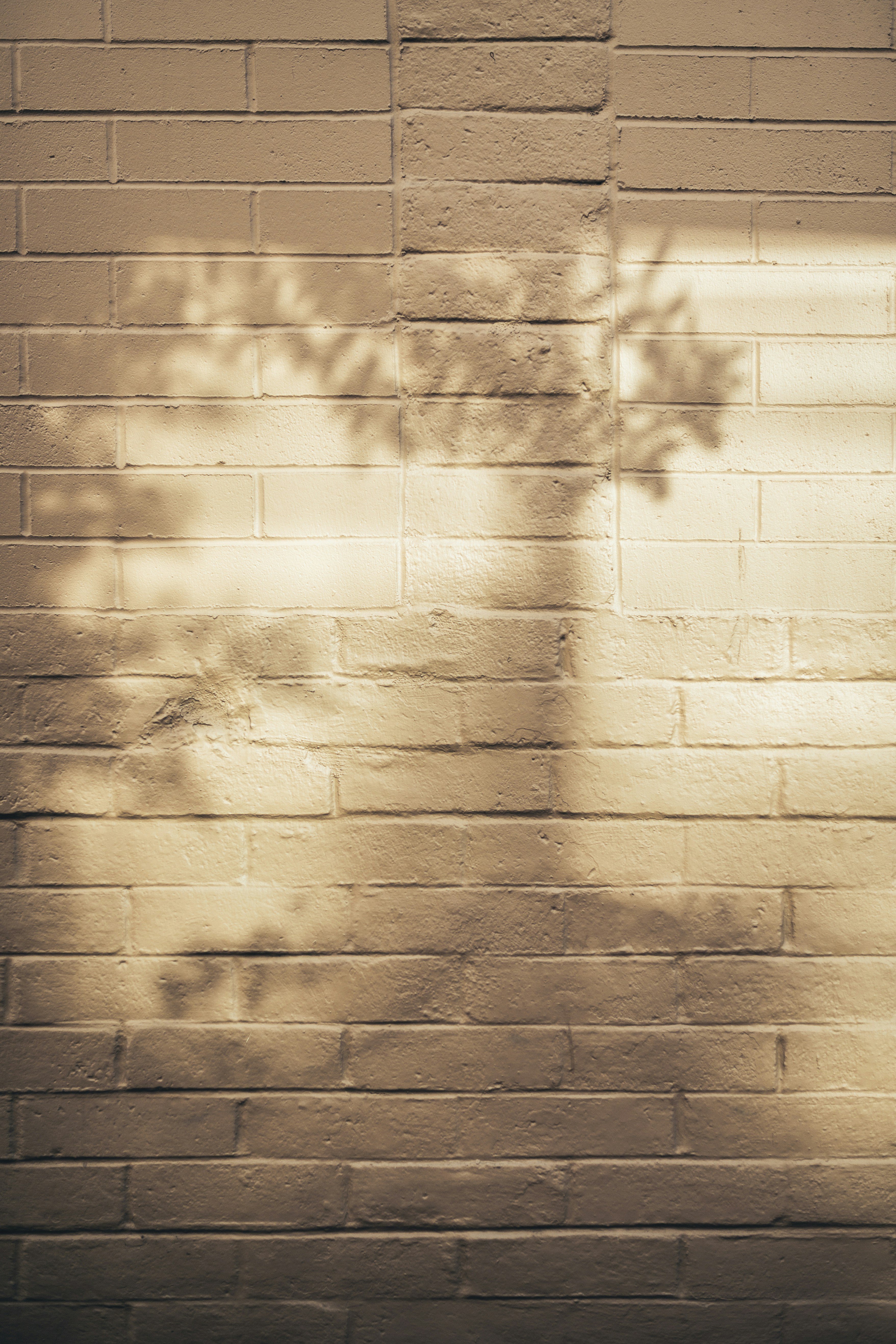 Shadow of a tree cast on a brick wall in warm lighting.