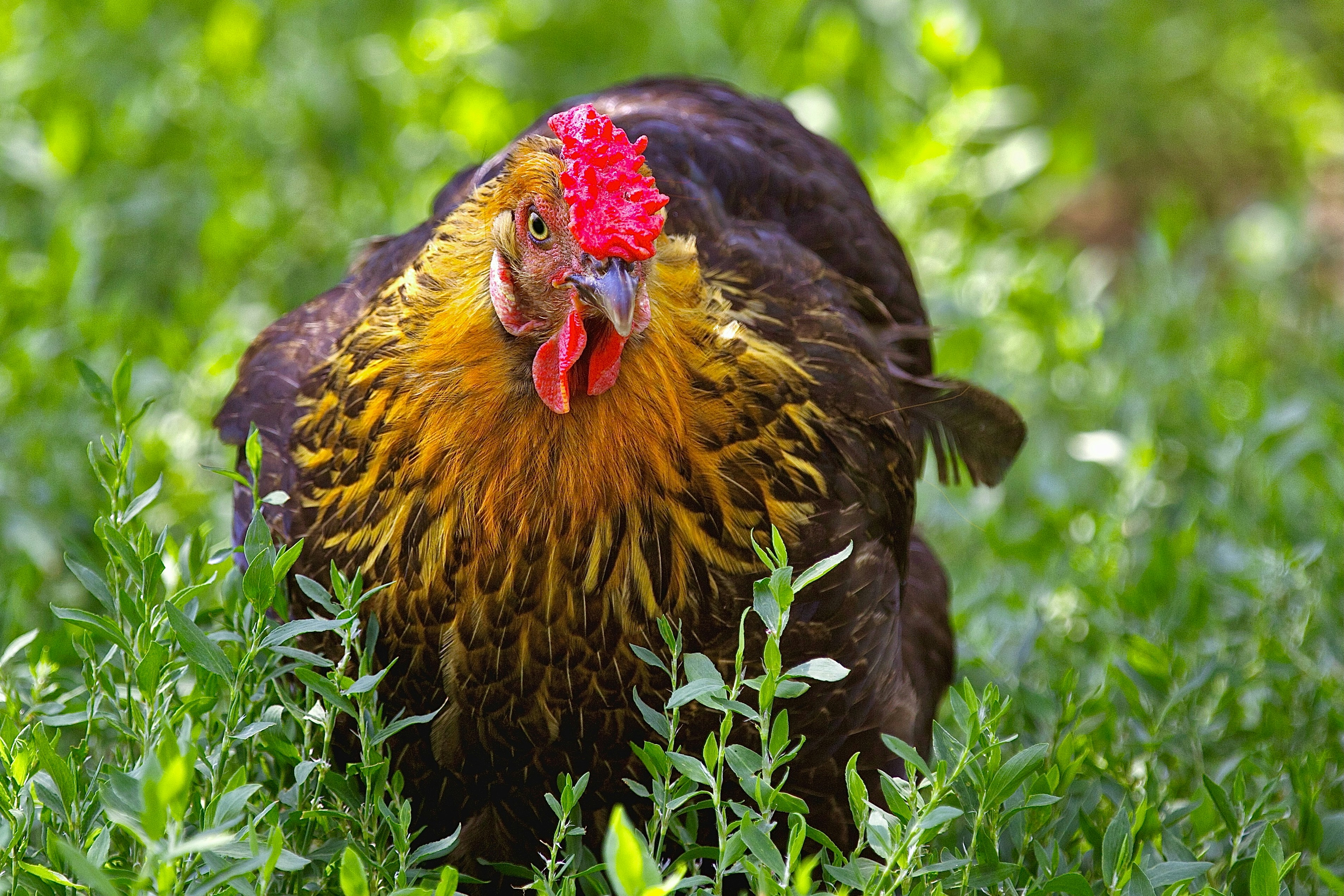 A close up of a chicken in a field of grass photo – Free Chicken Image ...