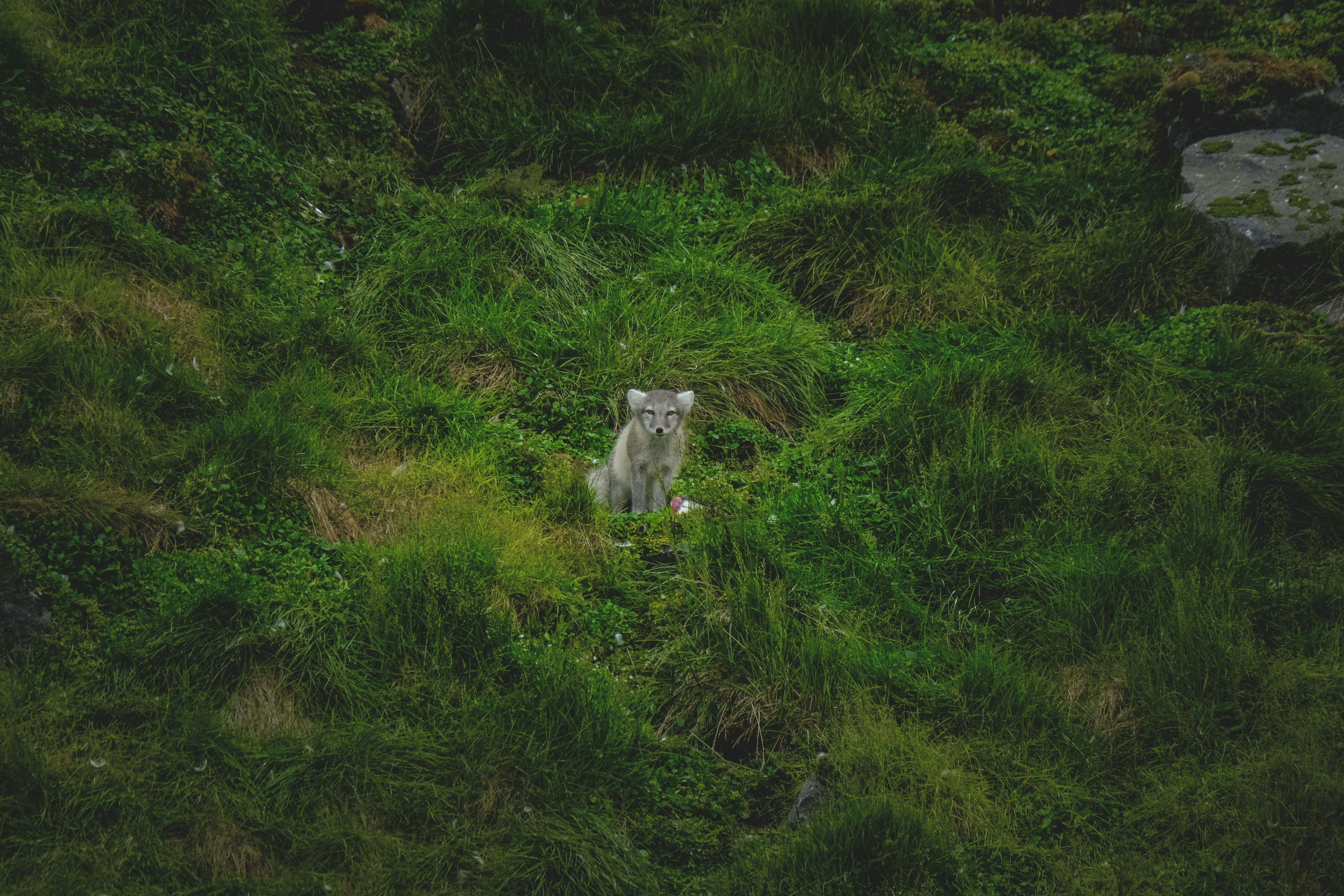 Moss-green Ambush: A Pale Fox Pauses on a Quiet Slope