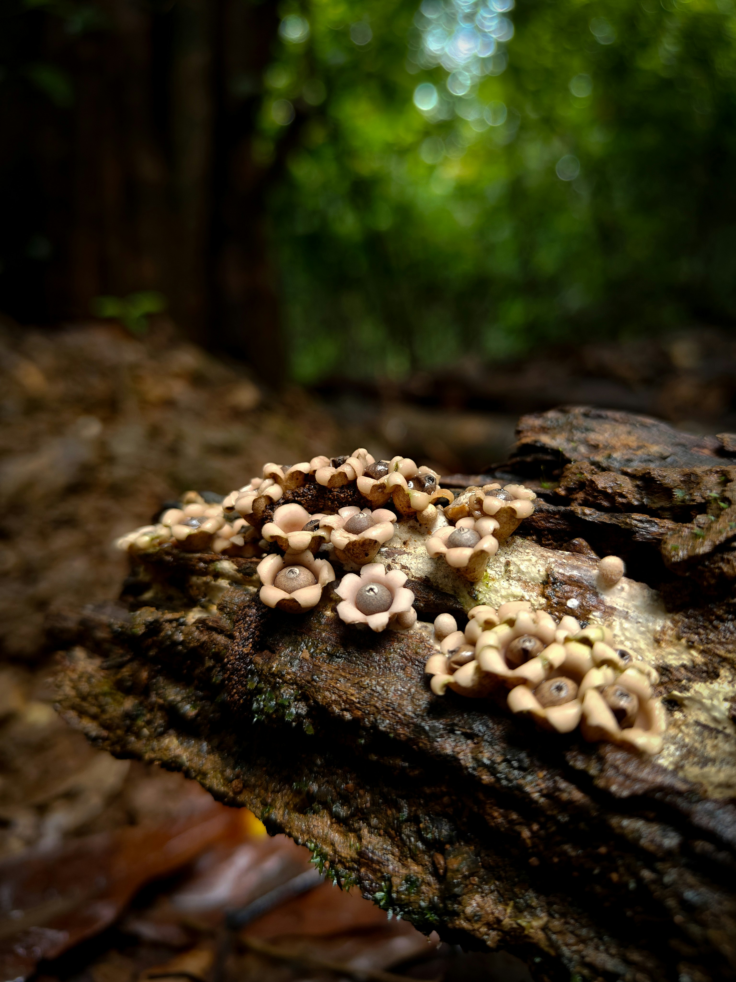 Cup Fungi Rosettes on a Weathered Log in a Quiet Forest