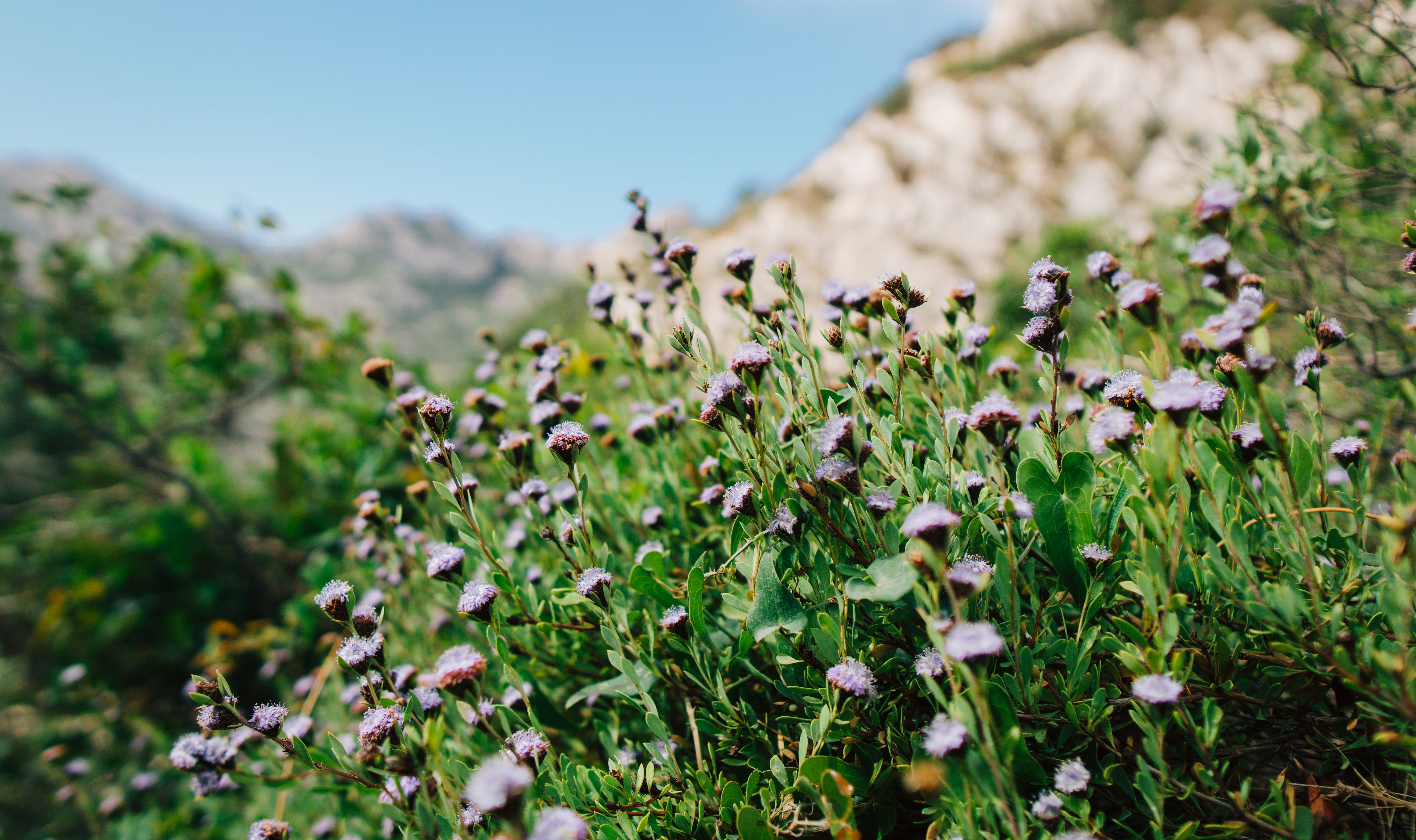 Cluster of purple wildflowers amidst lush greenery on a sunlit mountainside.