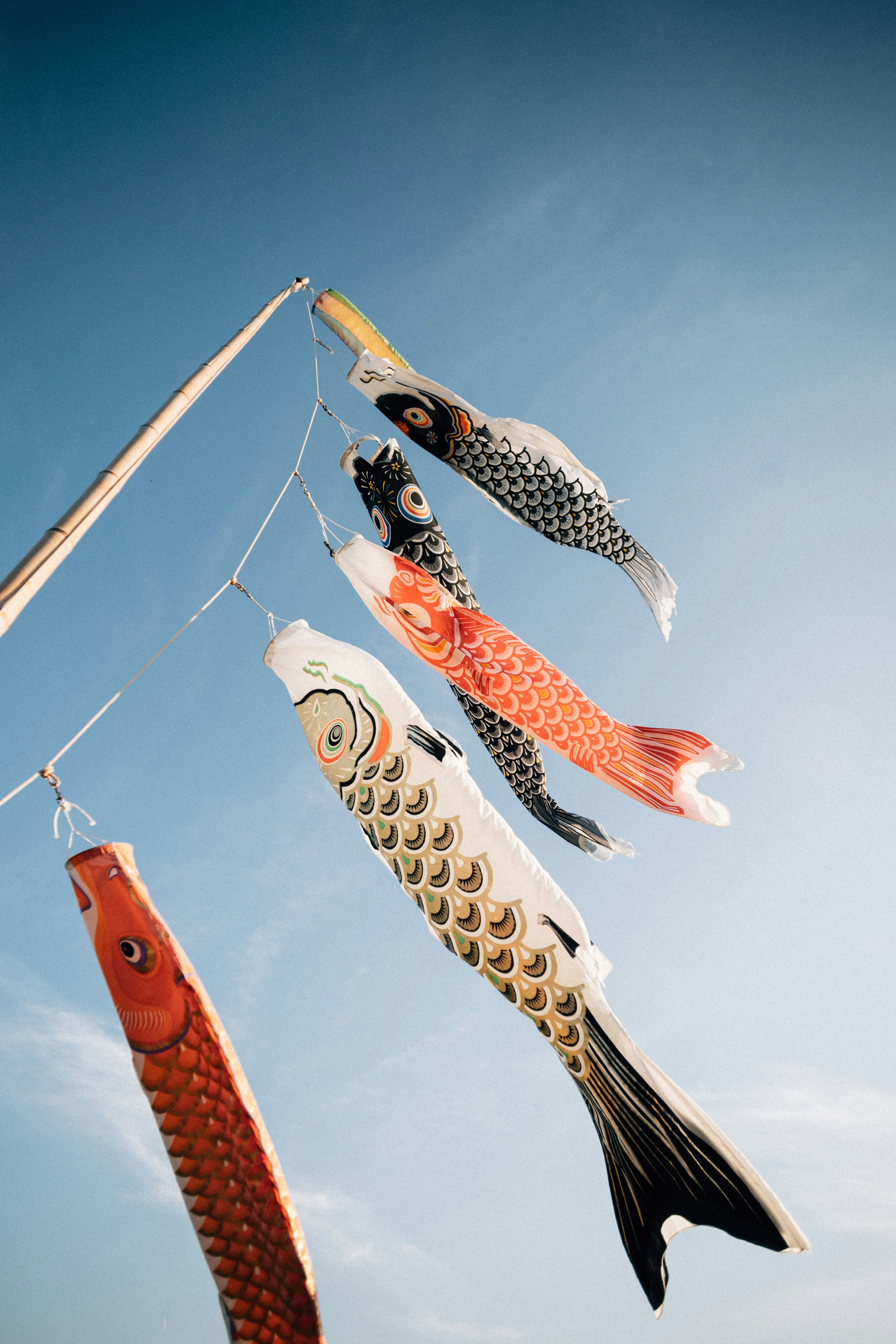 A group of fish hanging from a line photo – Free Animal Image on Unsplash