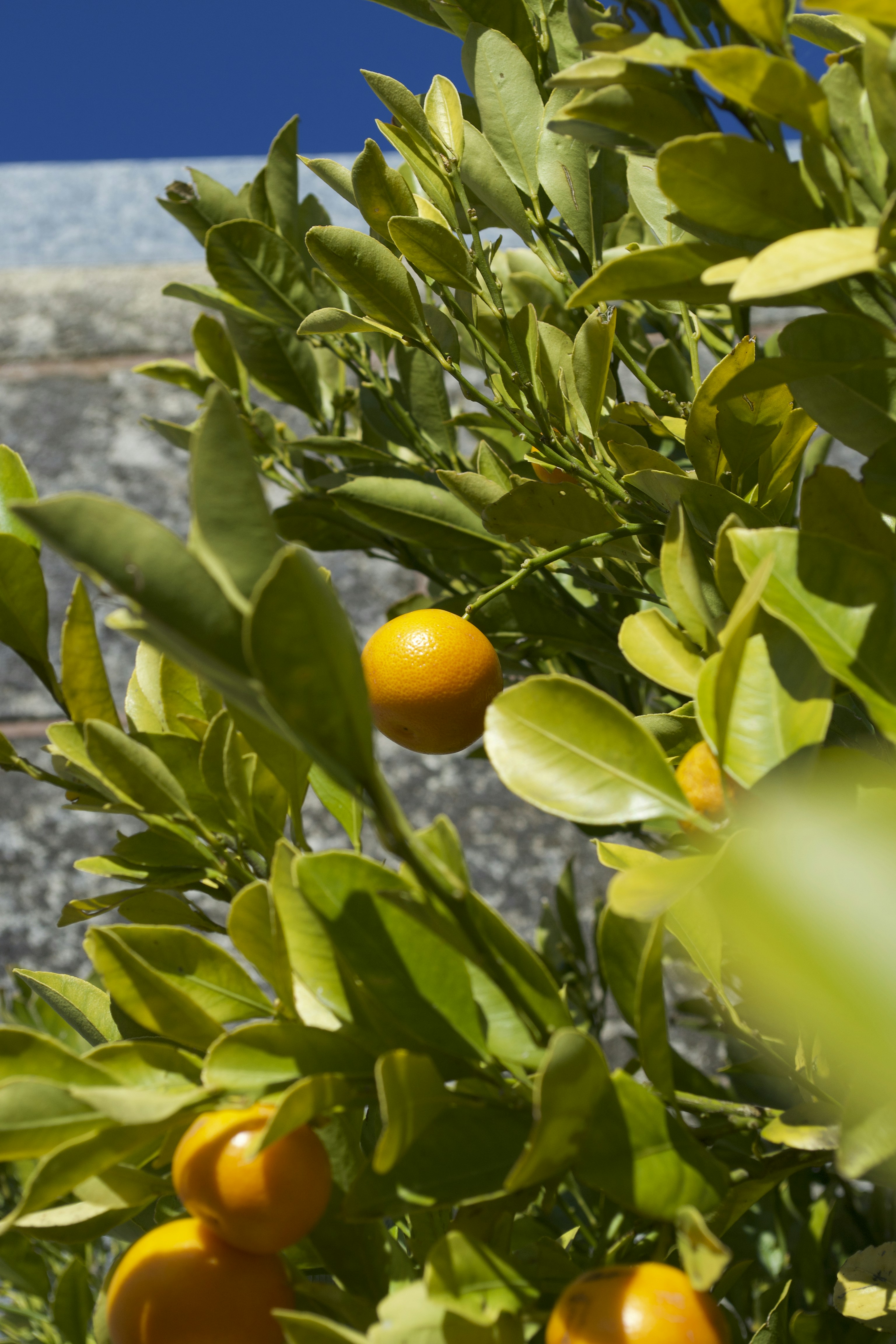 An orange tree with oranges growing on it photo – Free Summer Image on ...