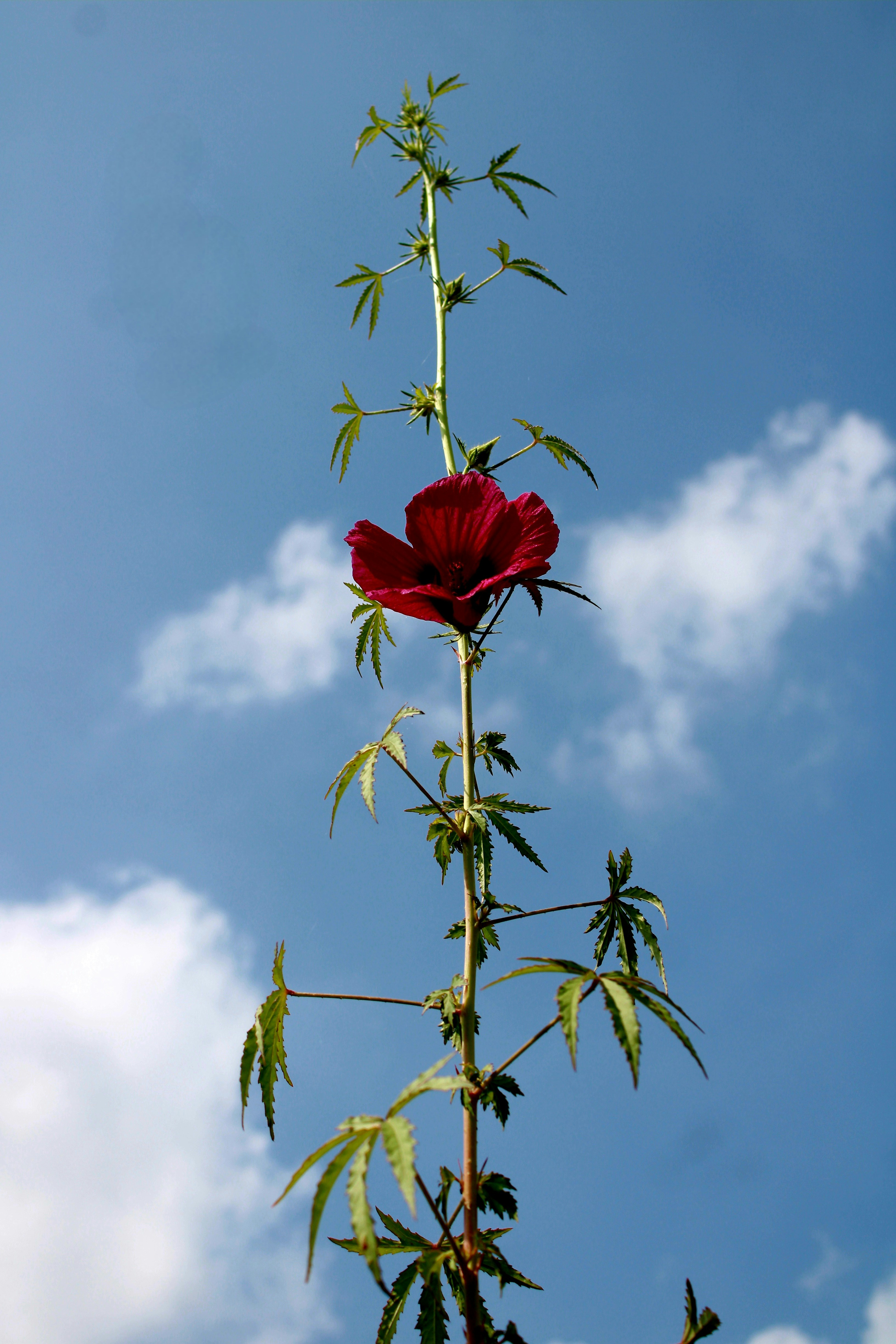 A tall red flower sitting on top of a plant photo – Free Blossom Image ...