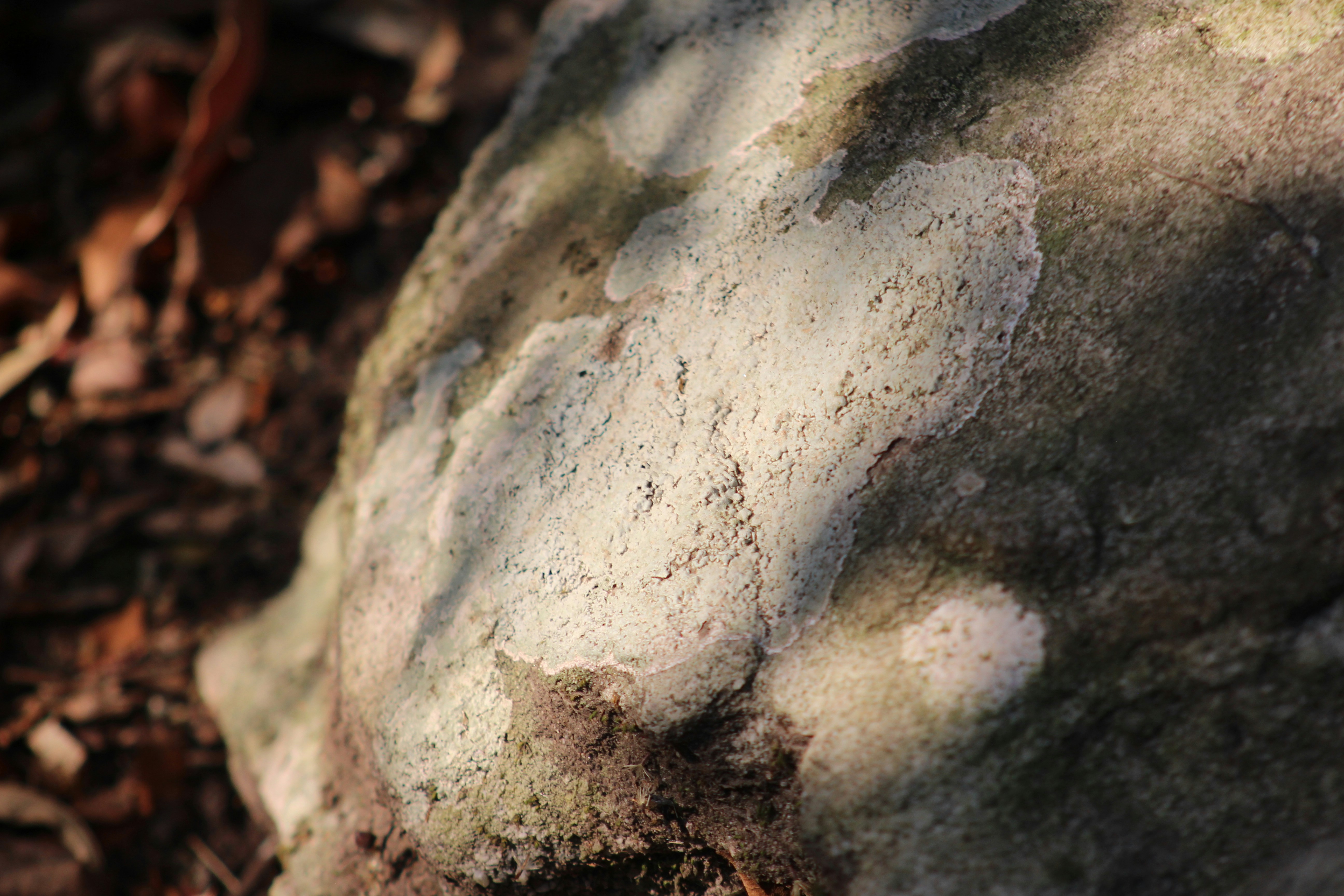 Lichen on Weathered Stone: Quiet Texture in Dappled Light
