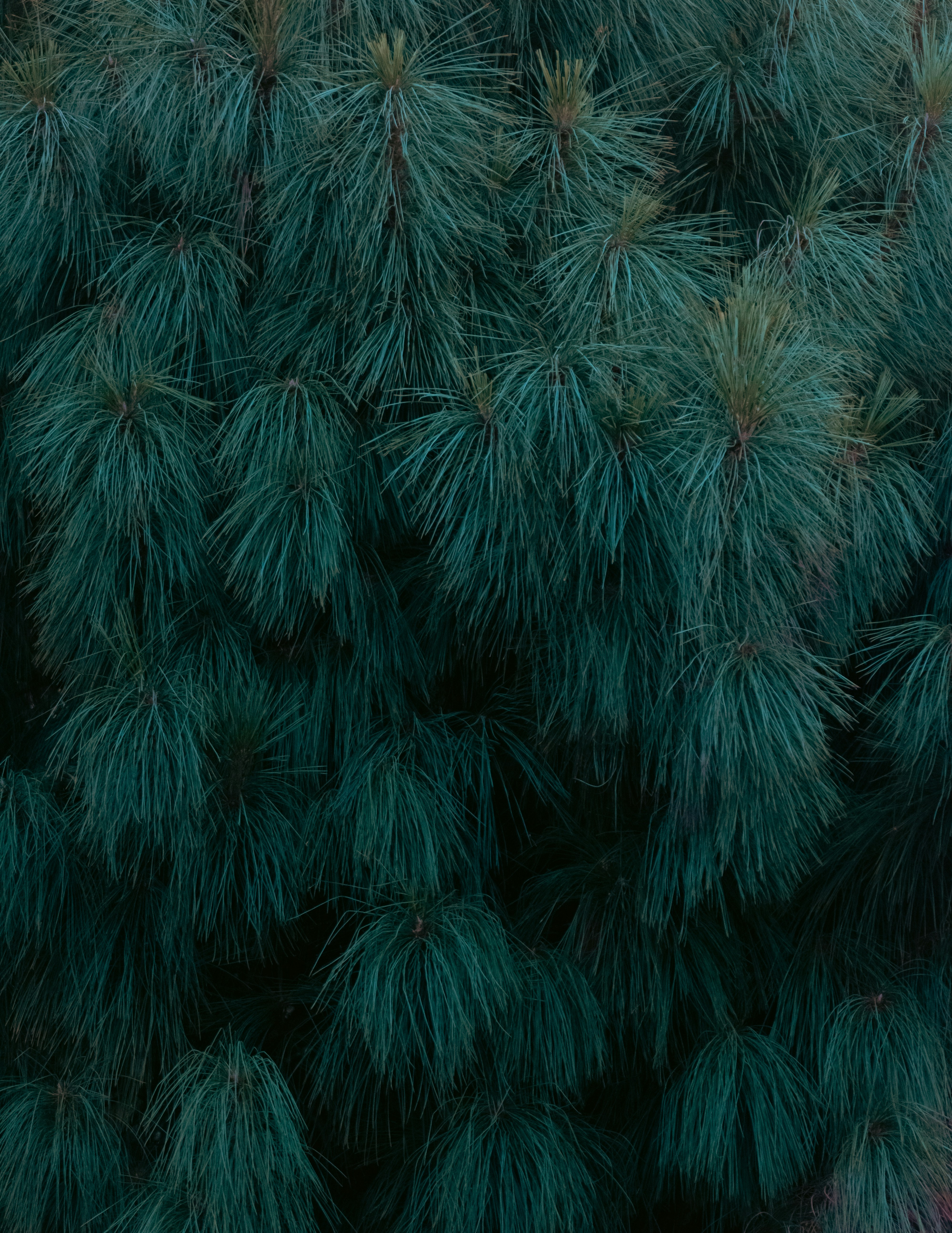 A large group of pine trees in a forest photo – Free Black Image on ...