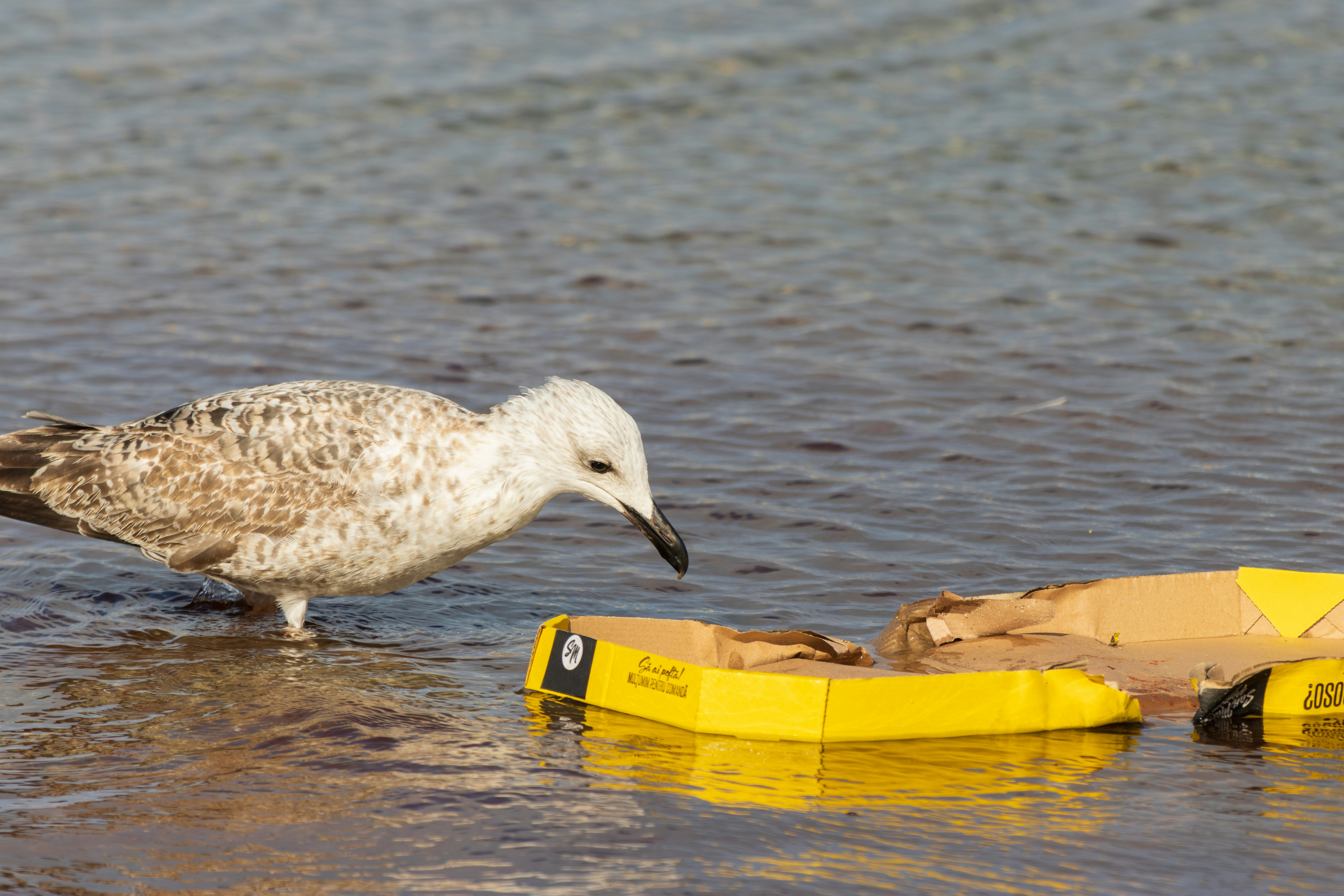 A seagull standing on the beach next to a yellow object photo – Free ...