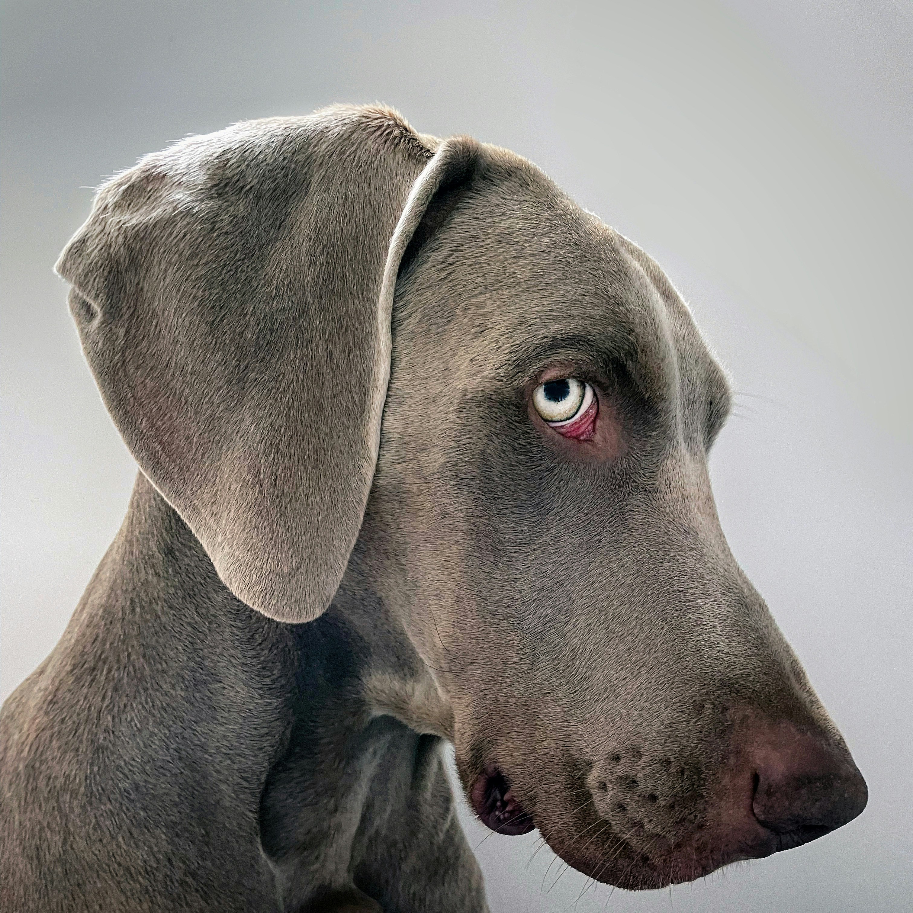 A close up of a dog with a red eye photo – Free Animal Image on Unsplash