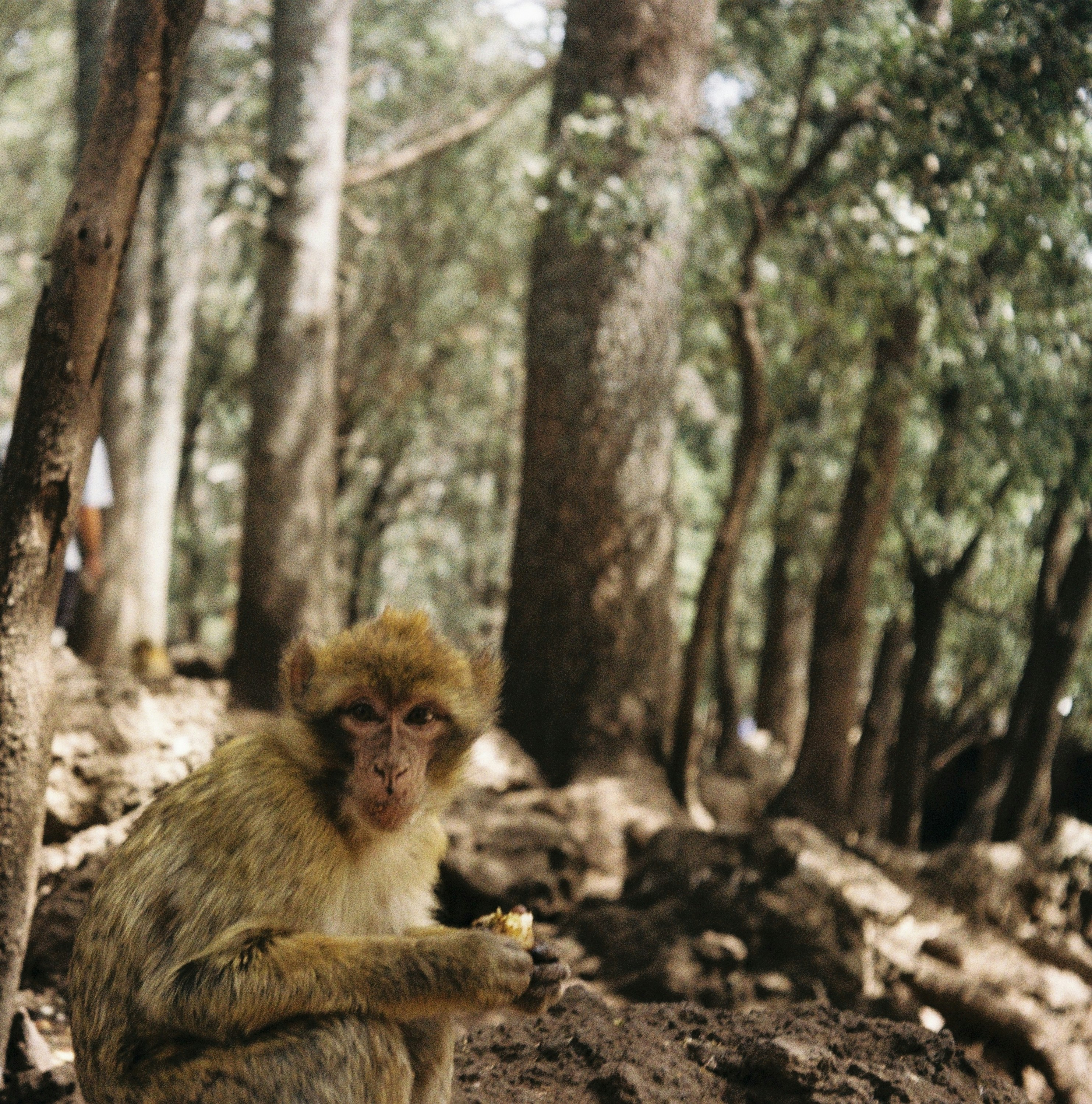 A monkey sitting in the middle of a forest