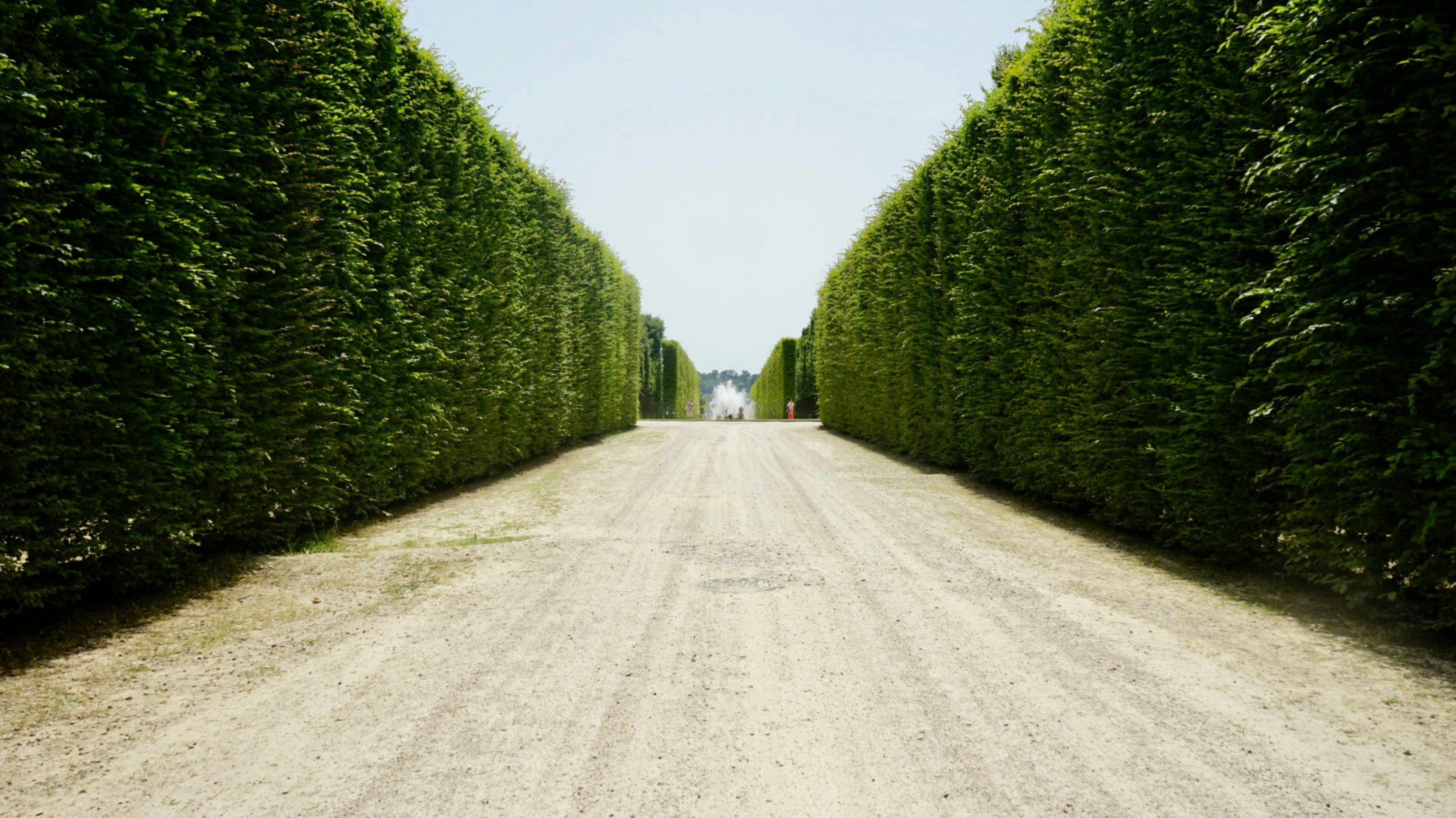 Long dirt road flanked by tall, dense green hedges under a clear sky.