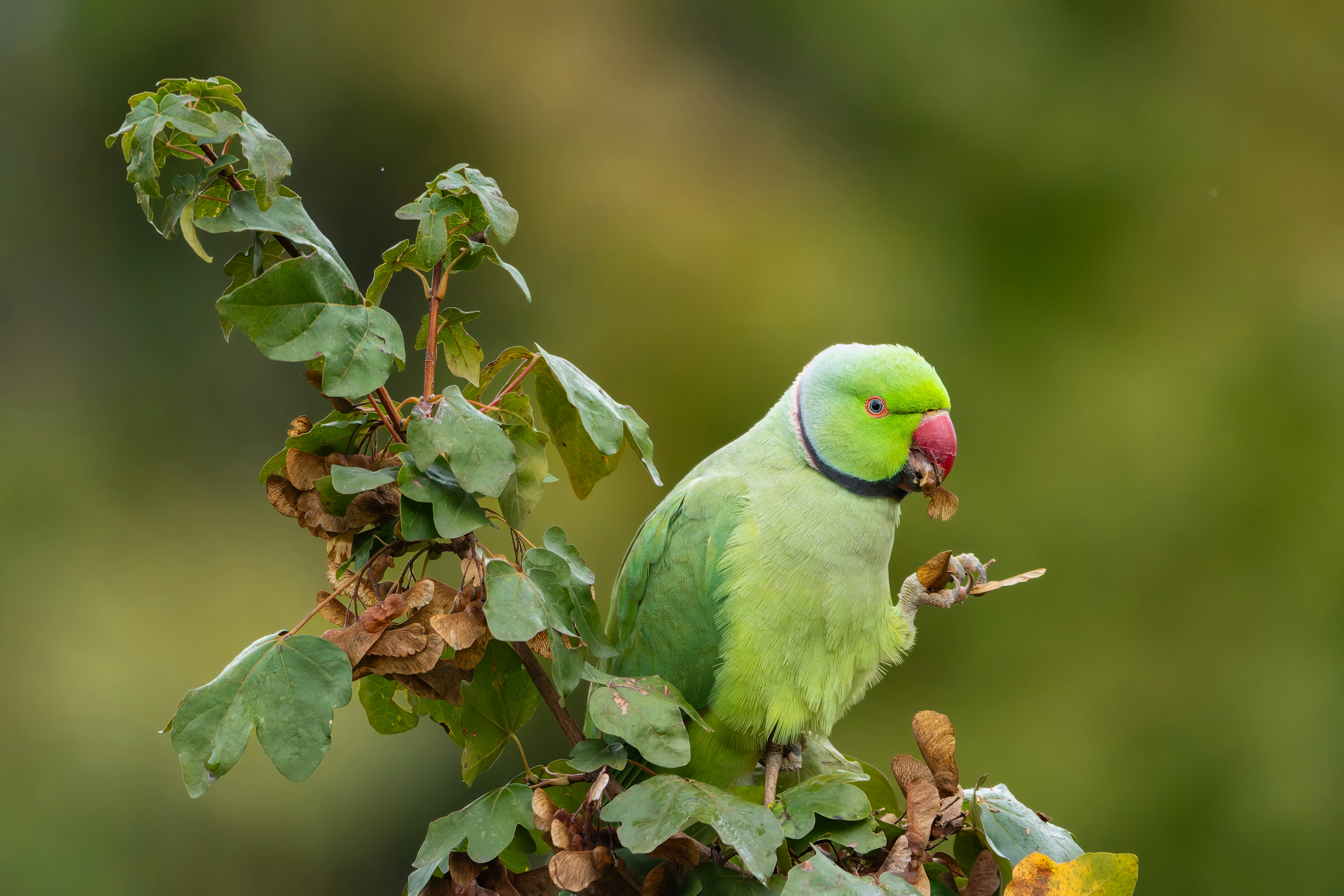 A green bird sitting on top of a tree branch photo – Free Full hd ...
