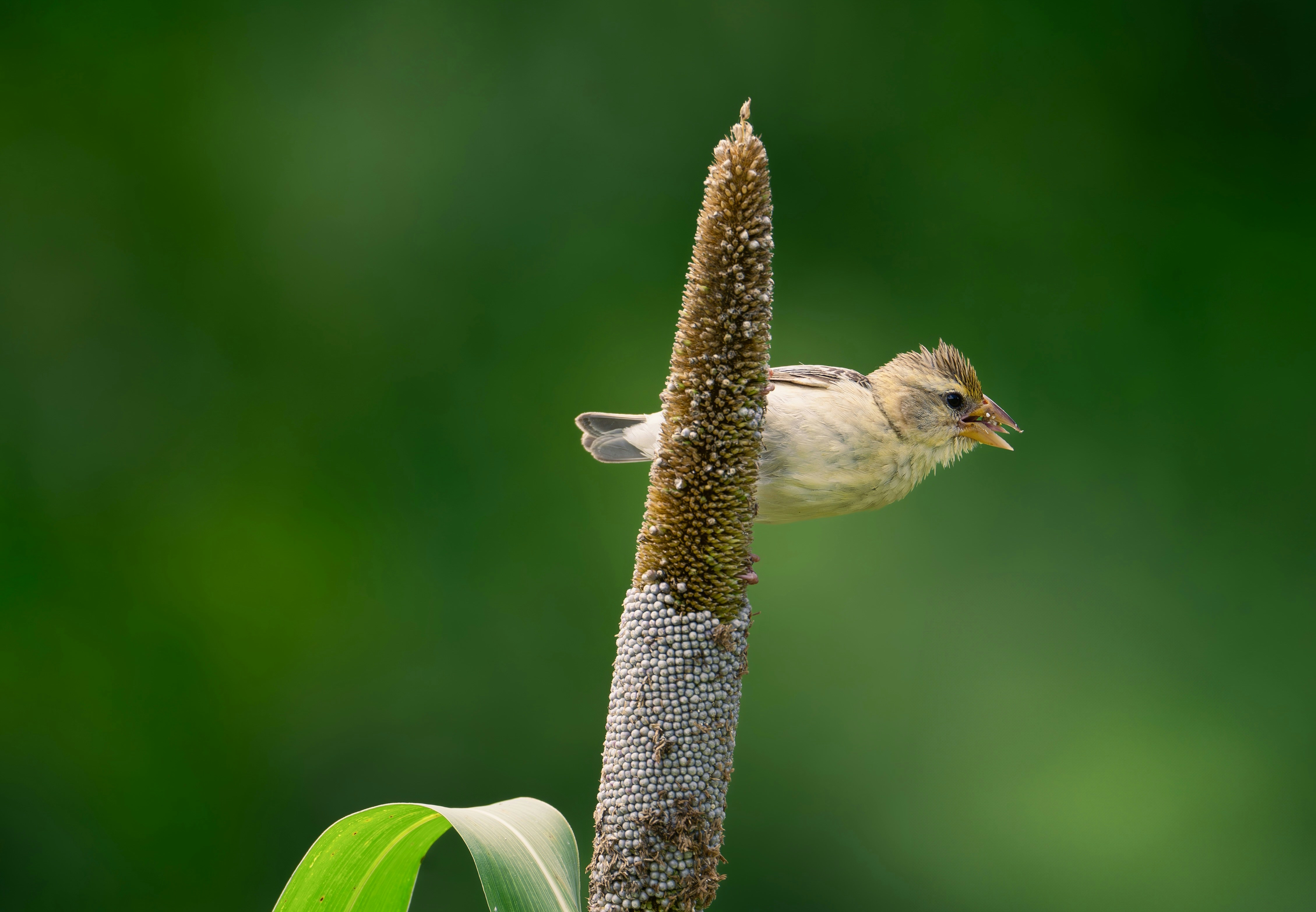 A small bird perched on top of a tree branch