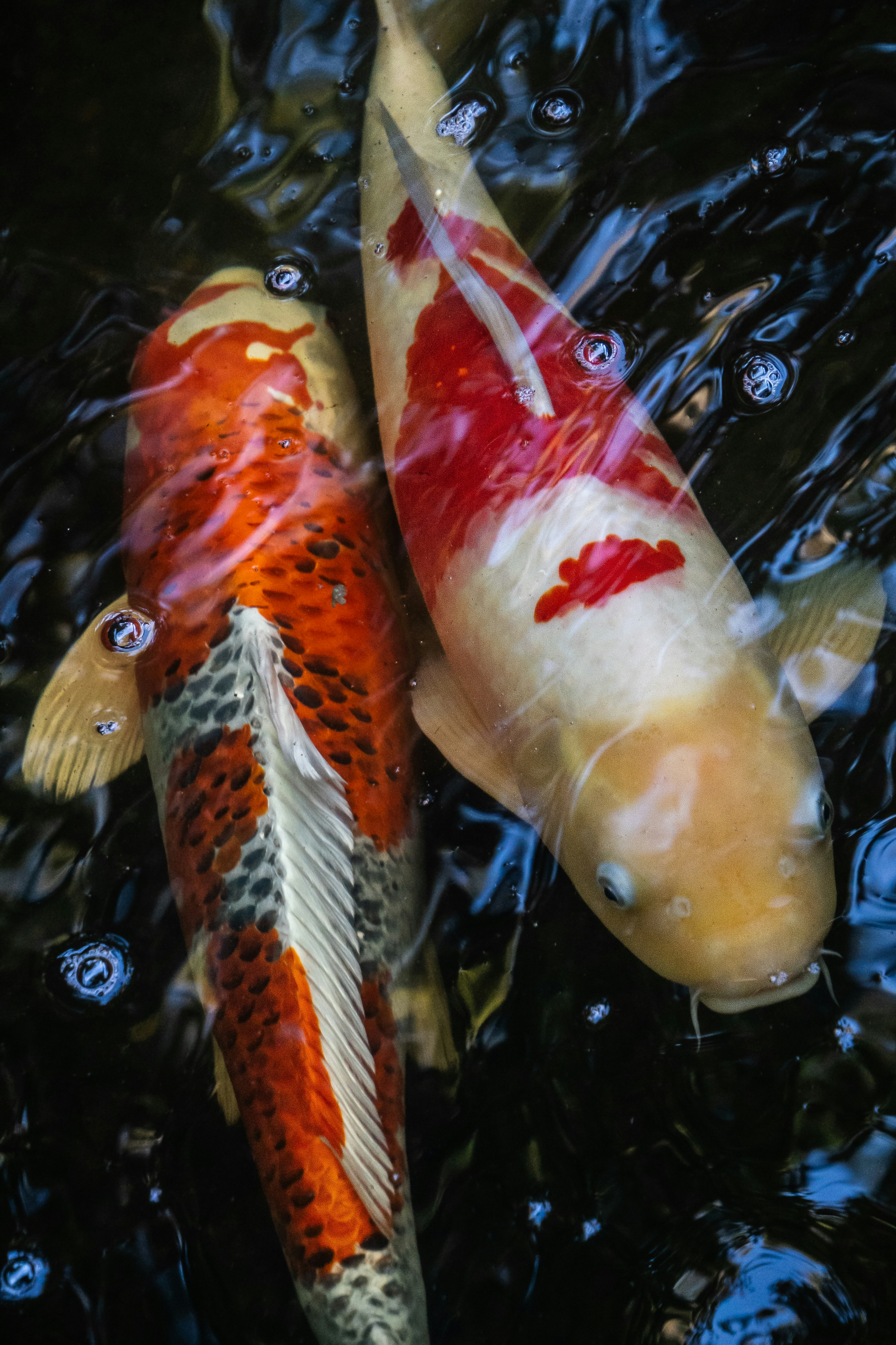 A couple of fish that are swimming in some water photo – Free Animal ...