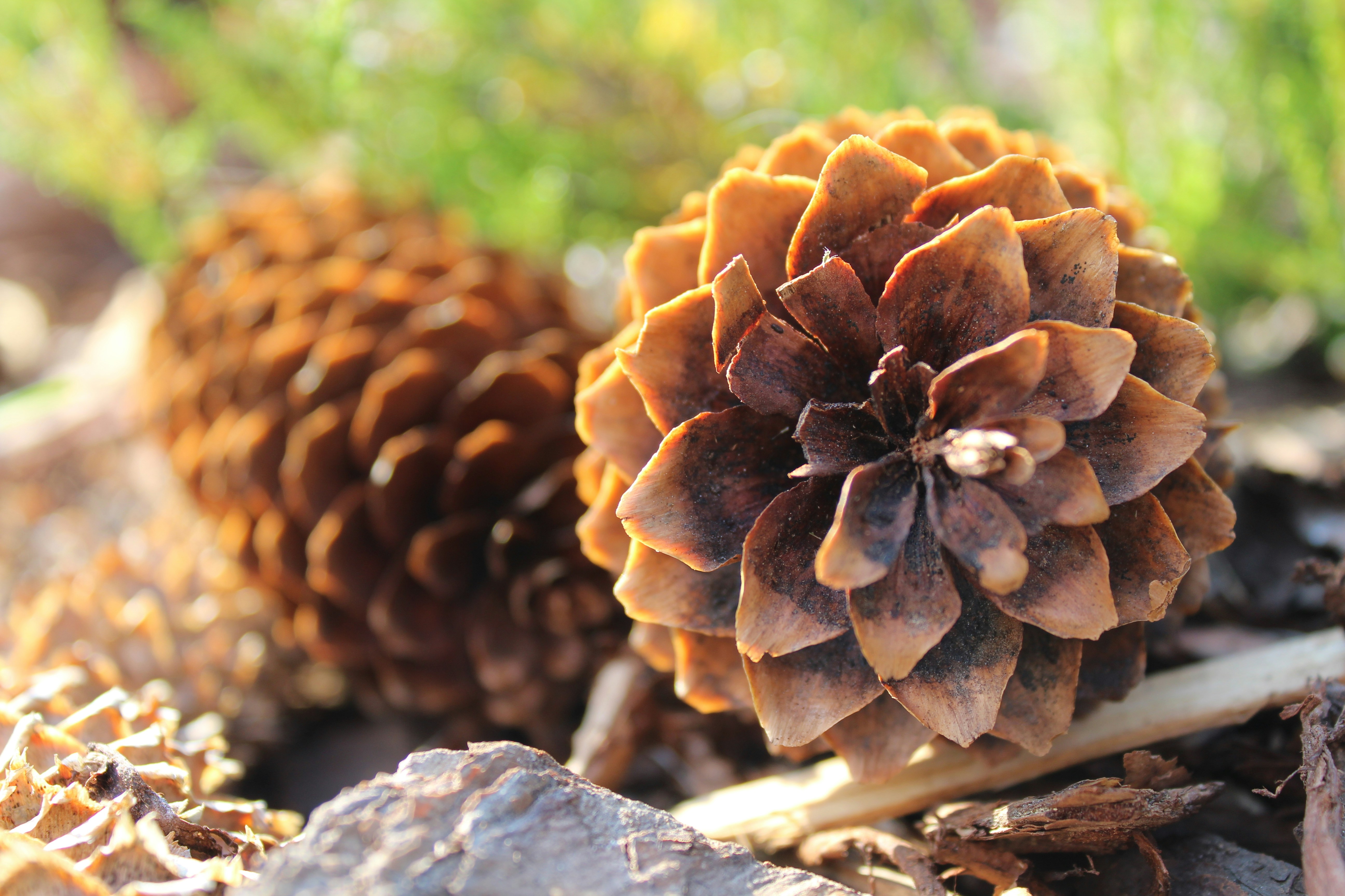 Golden Macro: Pinecone Framed by a Sunlit Forest Floor