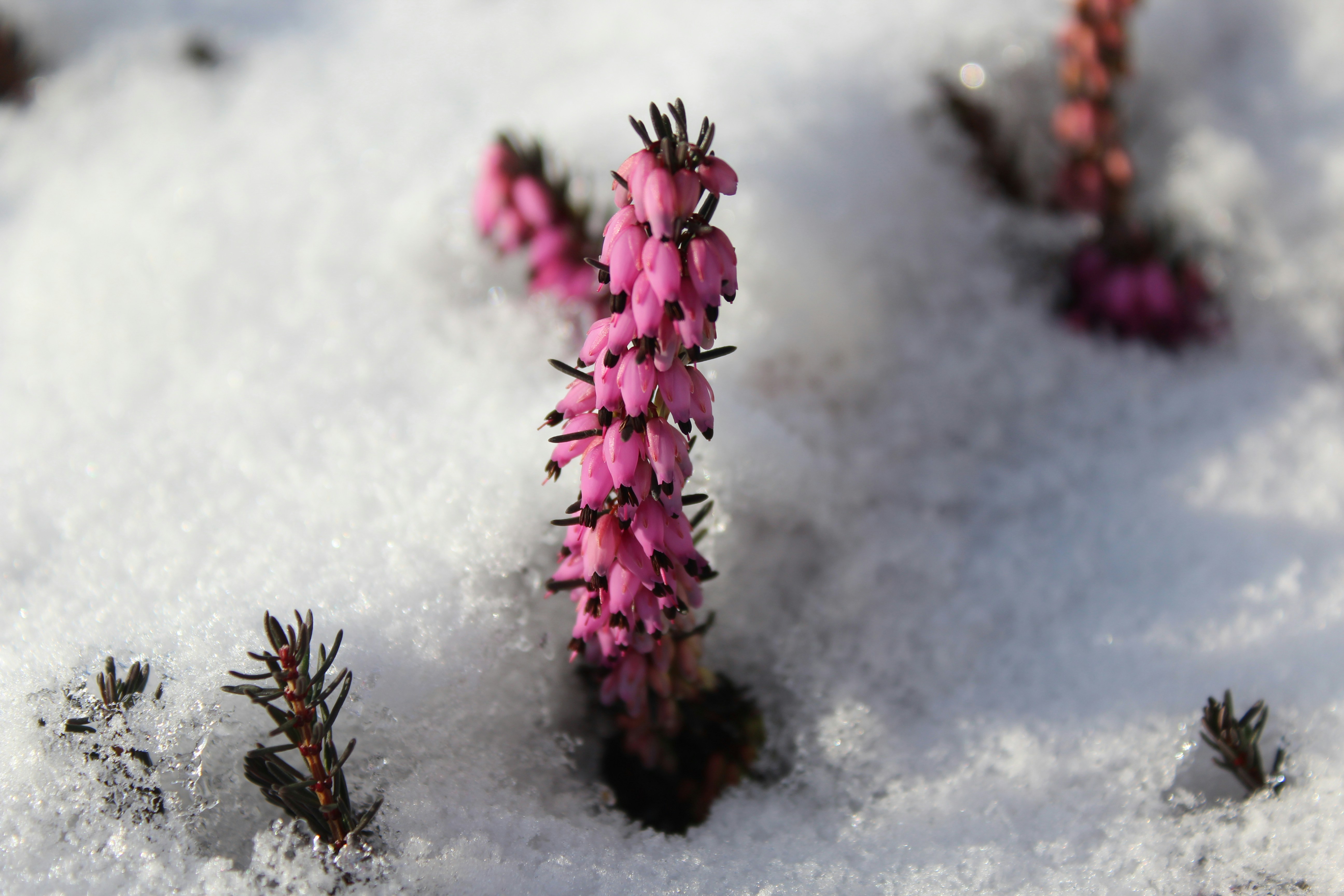 A pink flower is growing out of the snow photo – Free Flower Image on ...