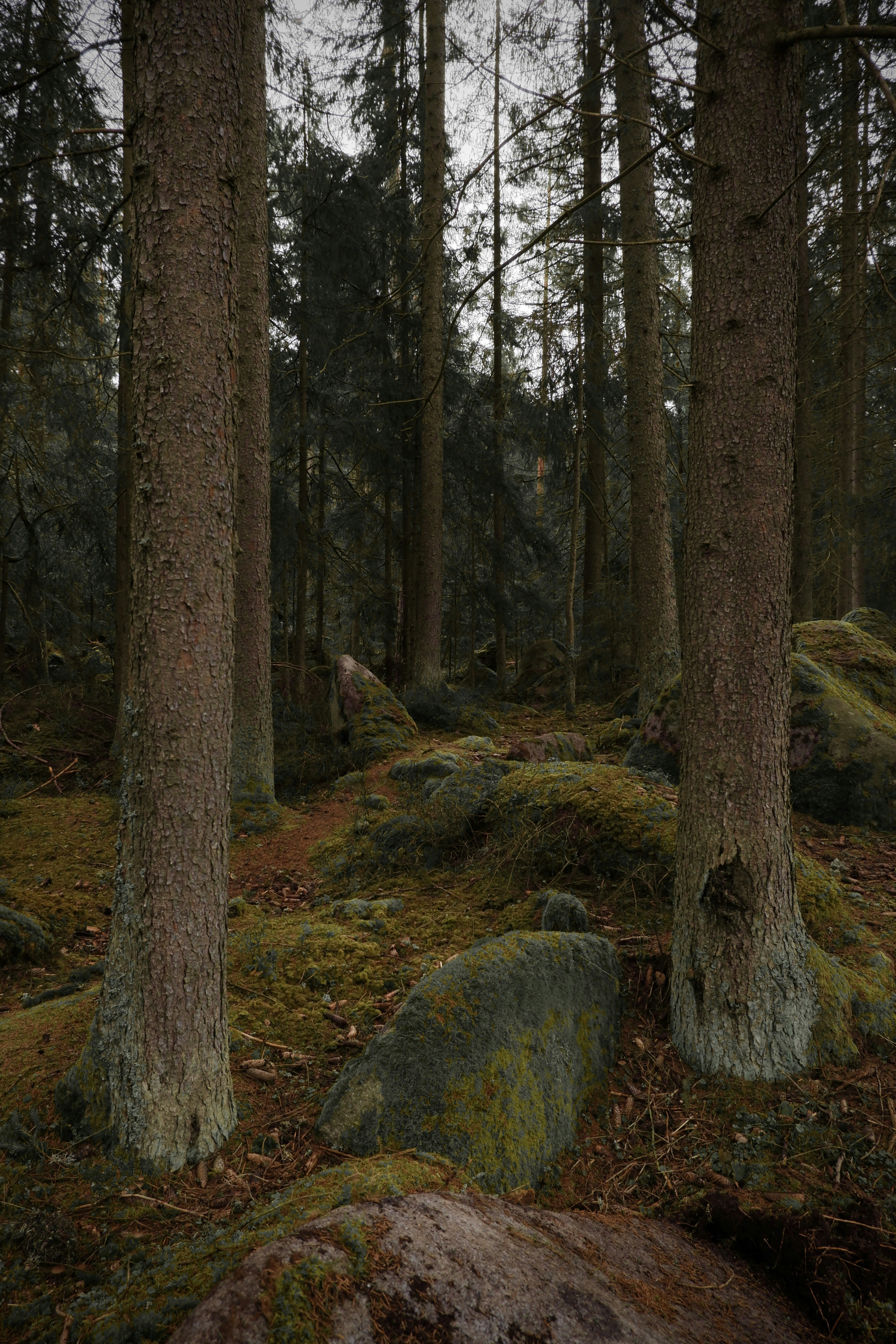 Twilight Between Pines: Mossy Stones in a Quiet Forest Clearing