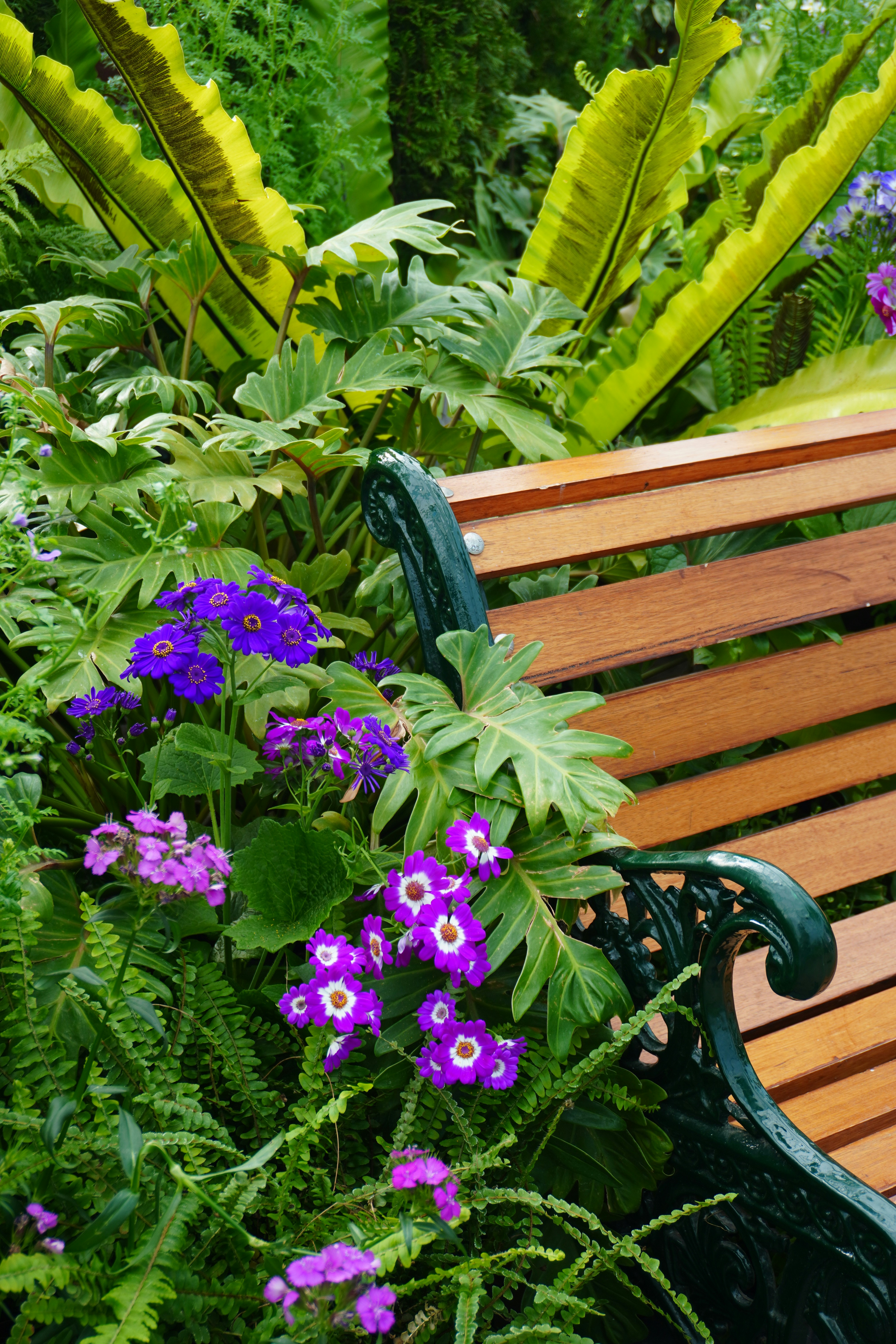 Verdant Sanctuary: A Garden Bench Framed by Purple Blooms and Broad Foliage