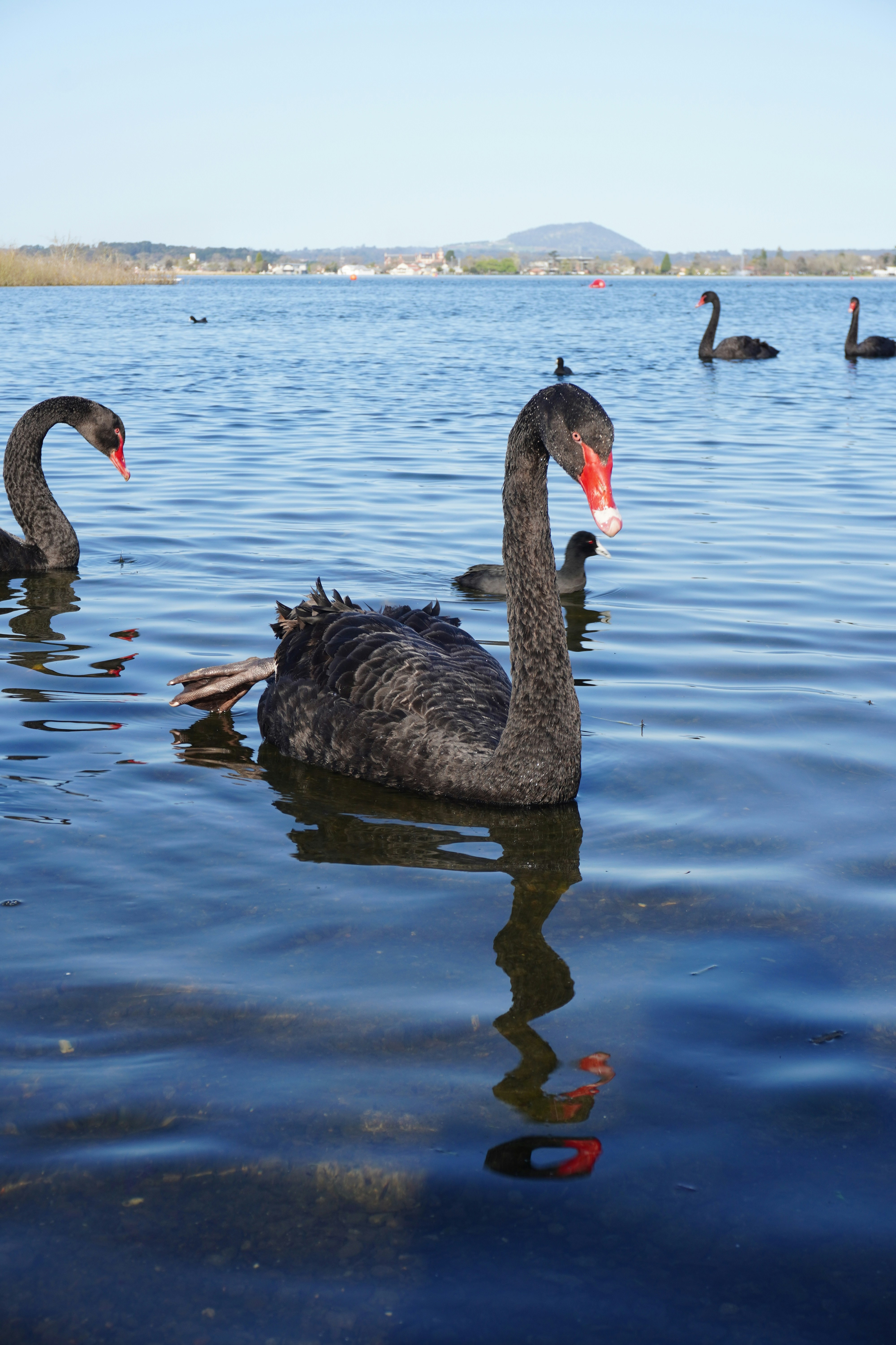 Black Swan at Center Stage: A Quiet Moment on Sunlit Lake