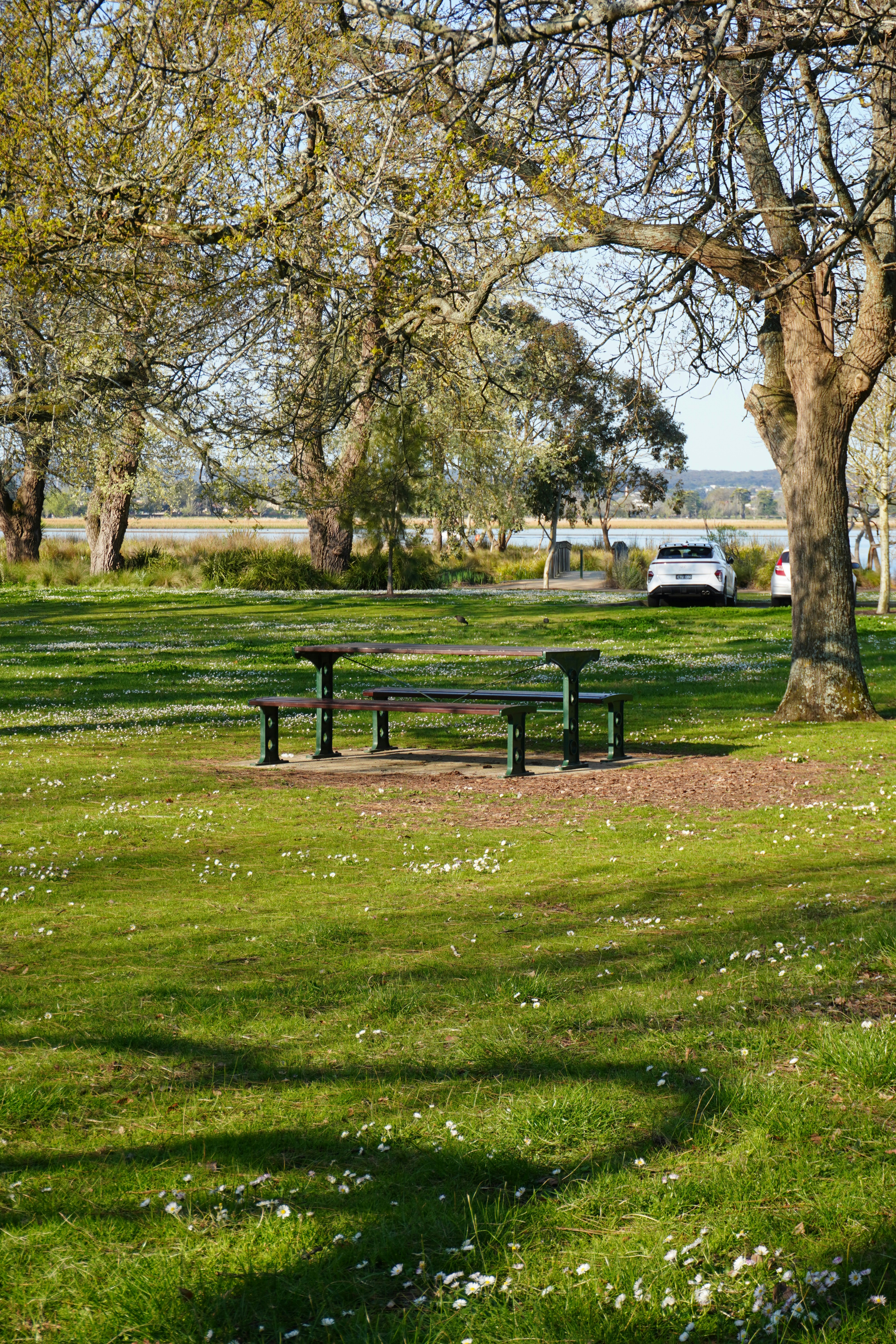 Park Bench in a Patchwork of Shade and Daisy Fields by the River