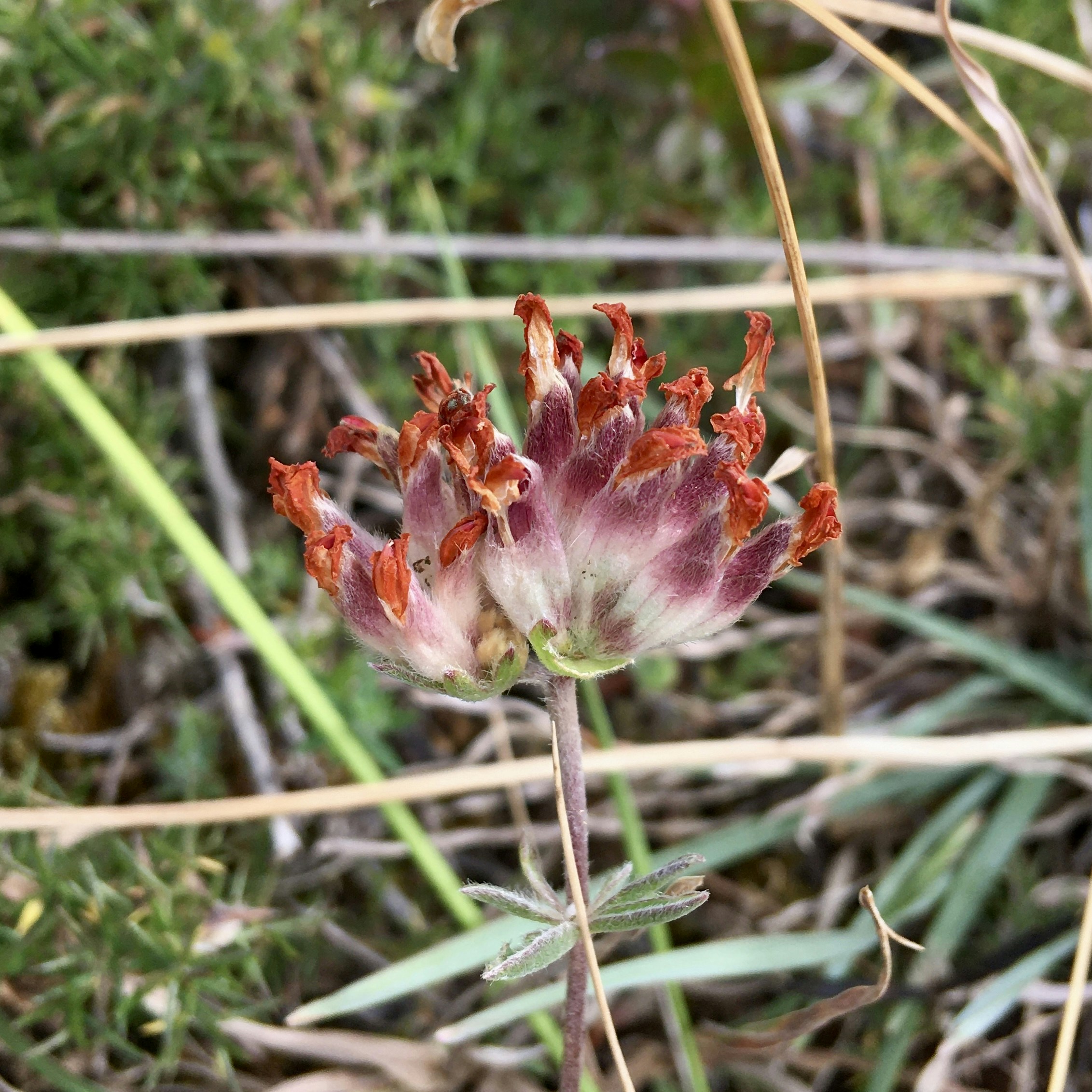 Crimson-tipped Blossom Framed by Dry Grass